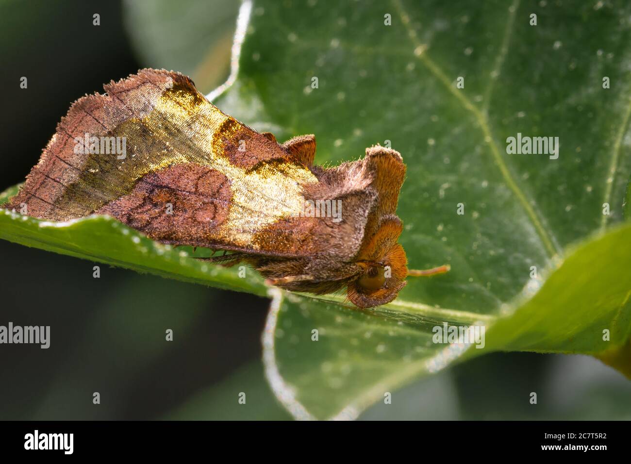 The striking copper and green colours of the burnished brass moth ...