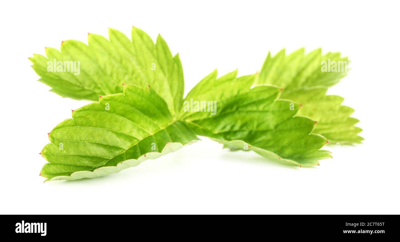 Green strawberry leaves on white background Stock Photo - Alamy
