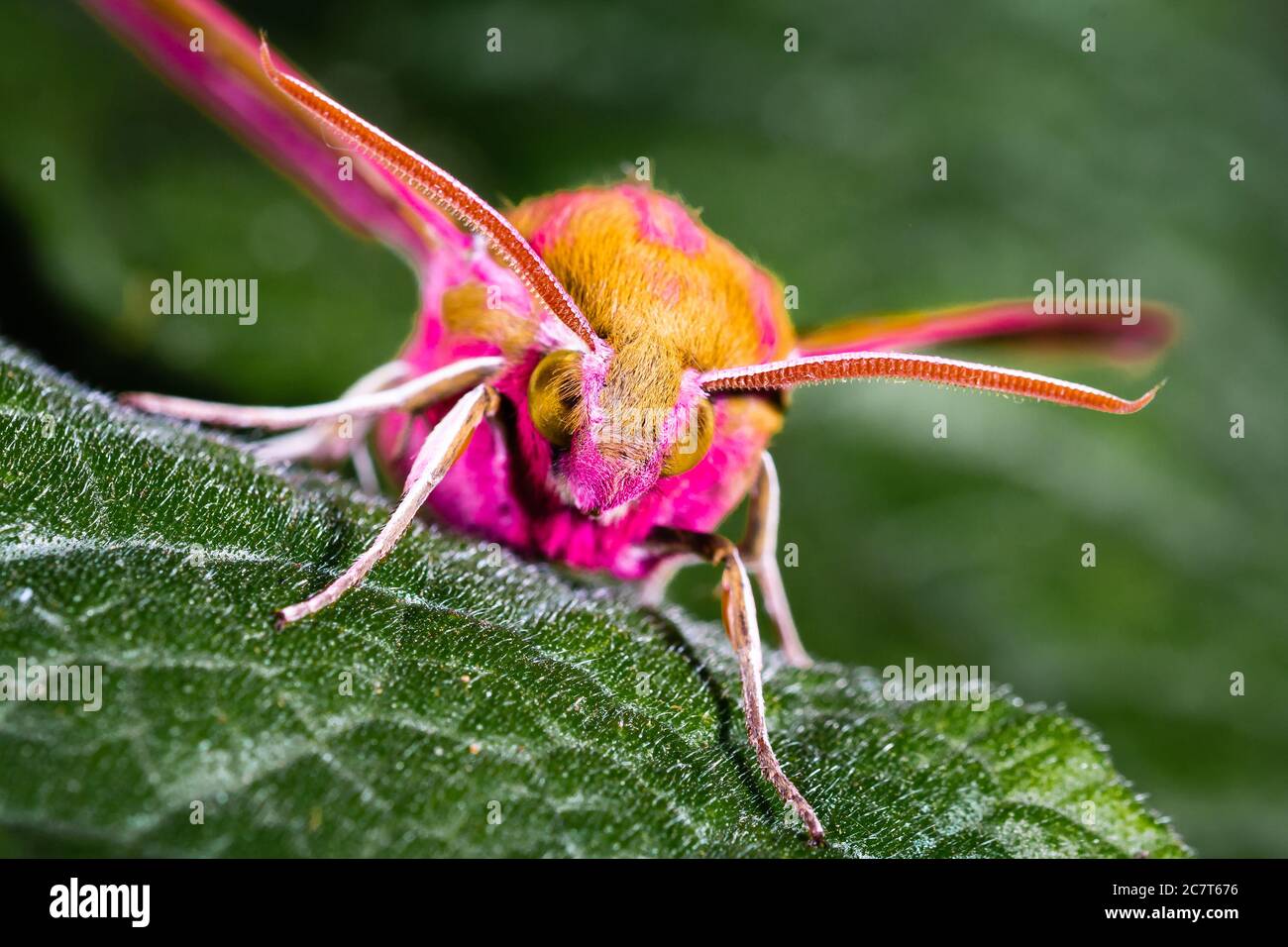 Head on shot of the garish pink and brown of the elephant hawk moth ...