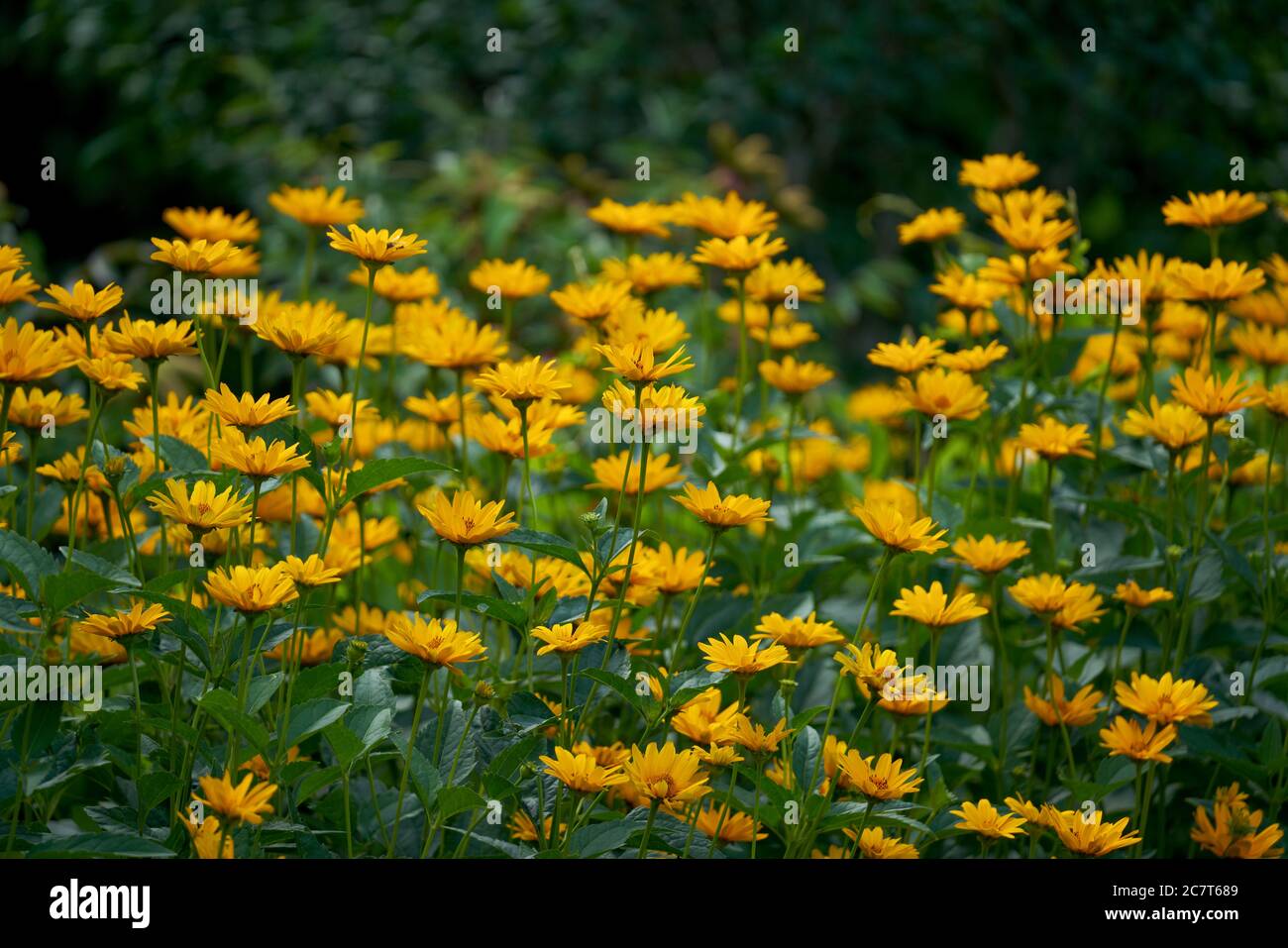 Heliopsis helianthoides rough oxeye,smooth oxeye false sunflower Stock ...