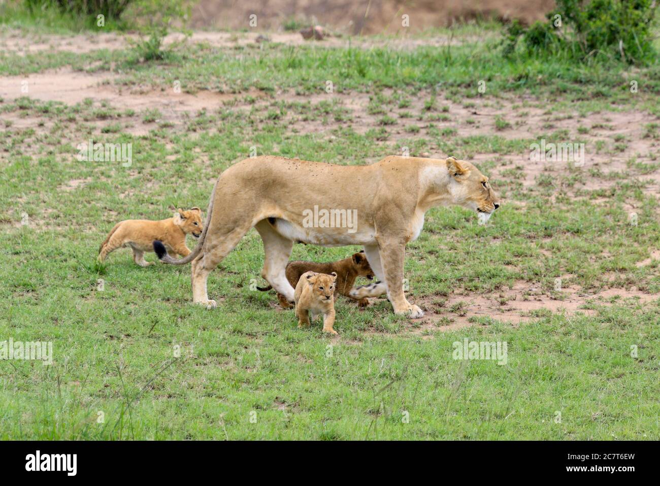 Kenya tribe lion hi-res stock photography and images - Alamy