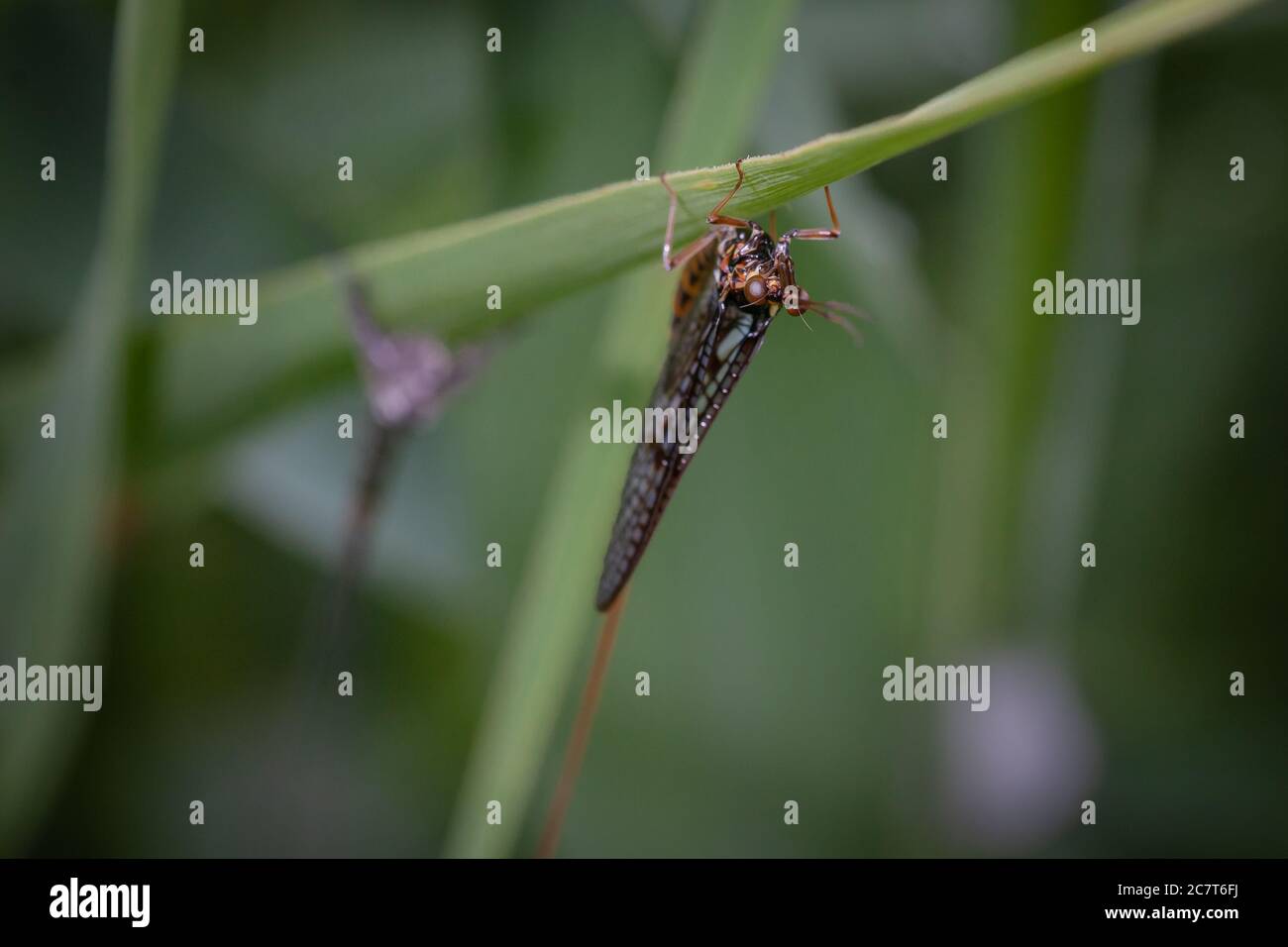 A newly emerged mayfly (Emphemera danica) sitting by the exoskeleton of ...