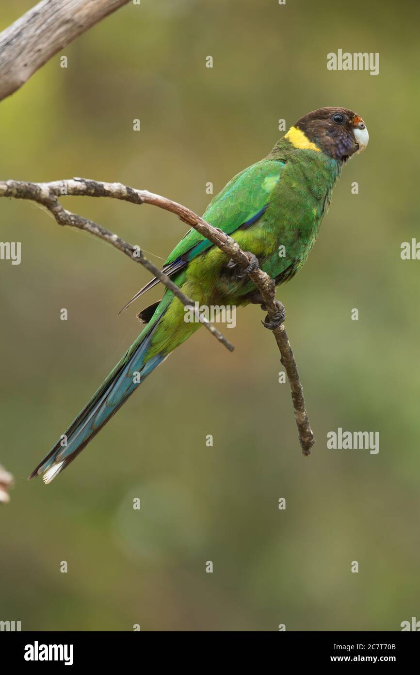 Australian Ringneck, parrot perch and eating Stock Photo - Alamy