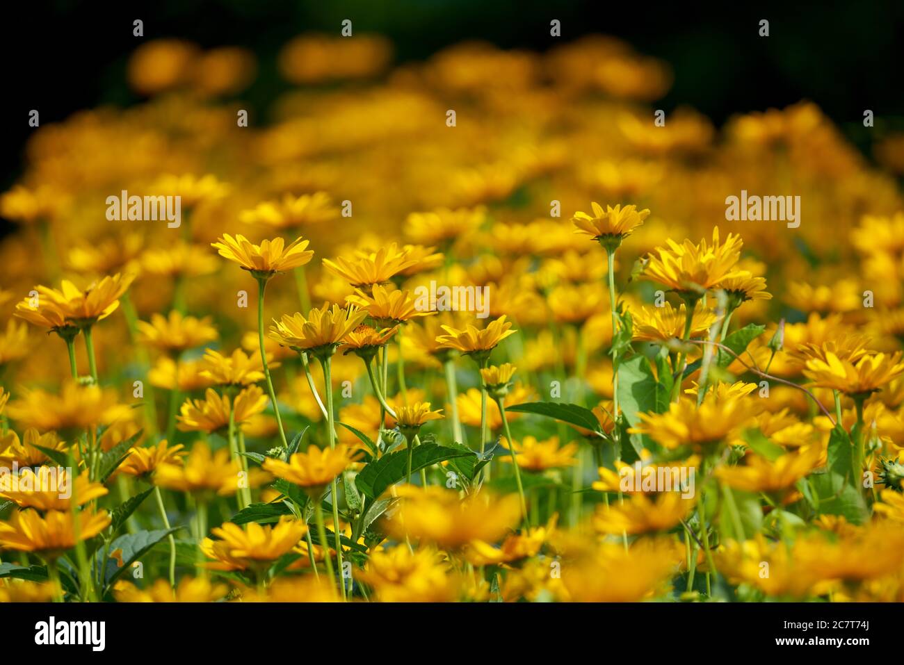 Heliopsis helianthoides rough oxeye,smooth oxeye false sunflower Stock ...