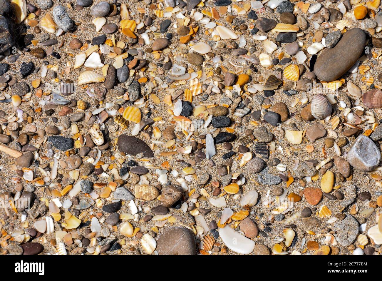 Photo picture texture sea shells and rocks on sand background Stock ...