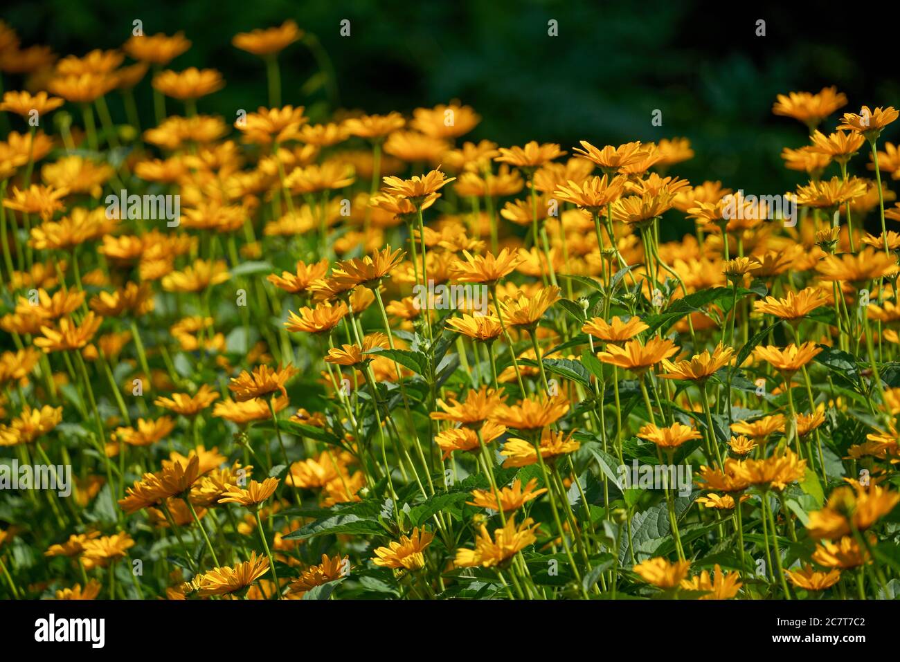 Lush heliopsis helianthoides rough oxeye flowers hi-res stock ...
