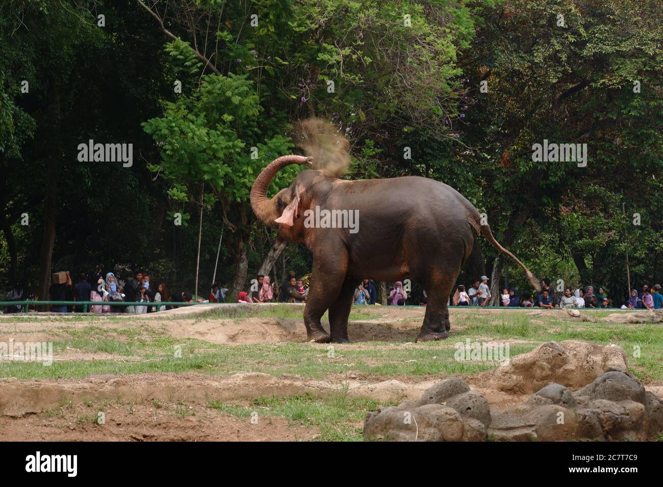 The Sumatran elephant is one of three recognized subspecies of the ...