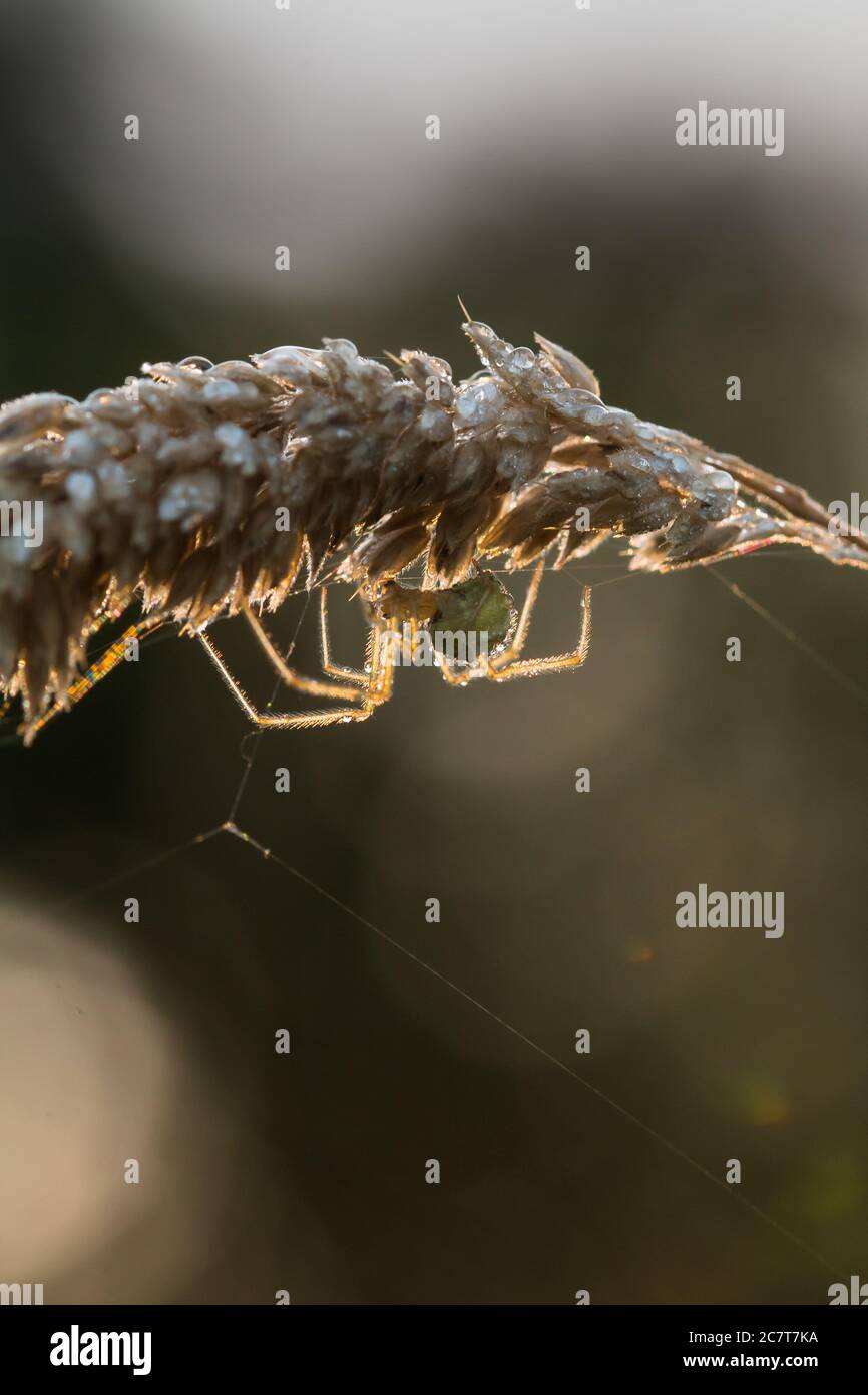 Cucumber spider (Araniella cucurbitina) sitting on the grass with the ...