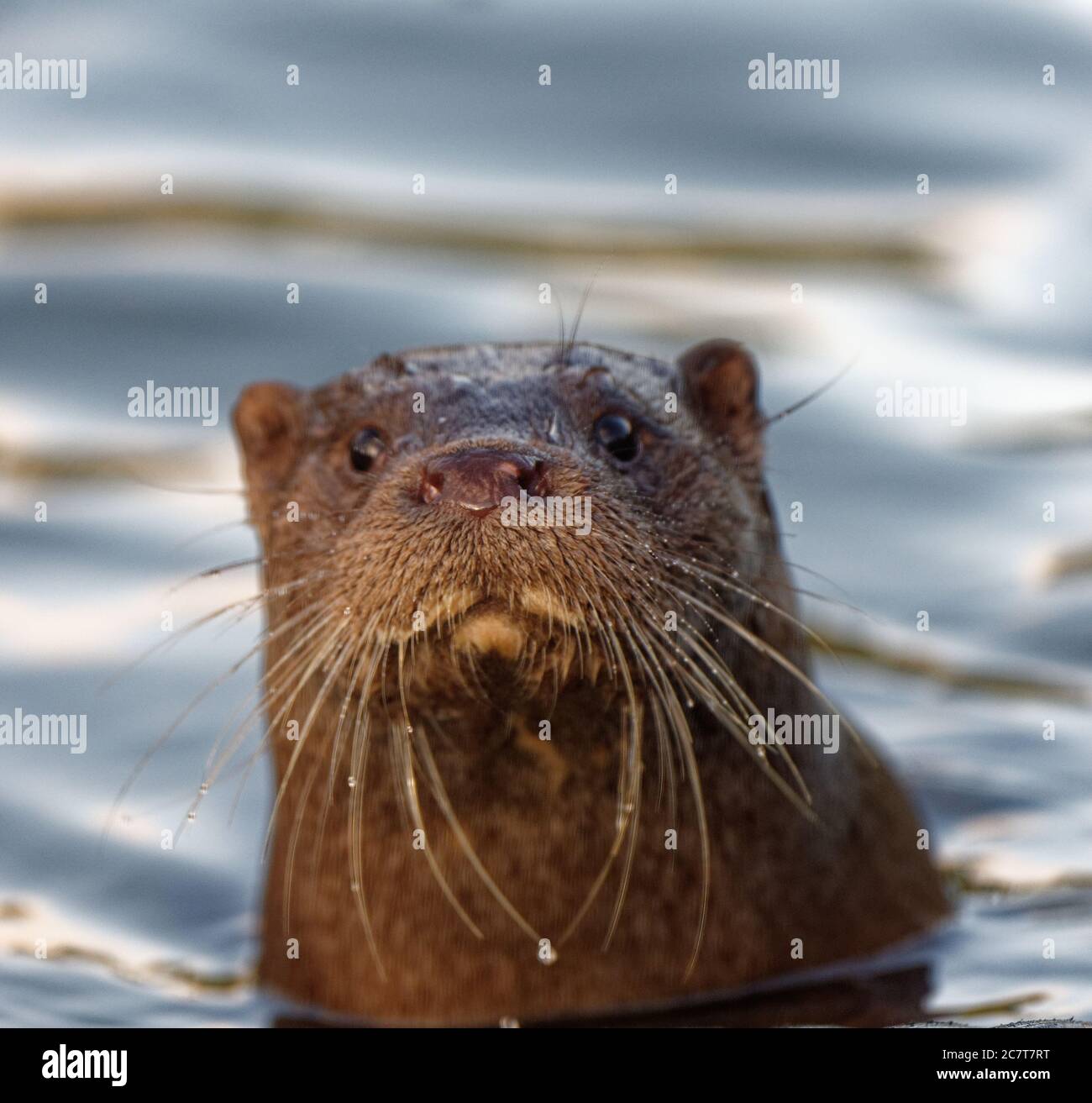 Otter rescue centre hi-res stock photography and images - Alamy