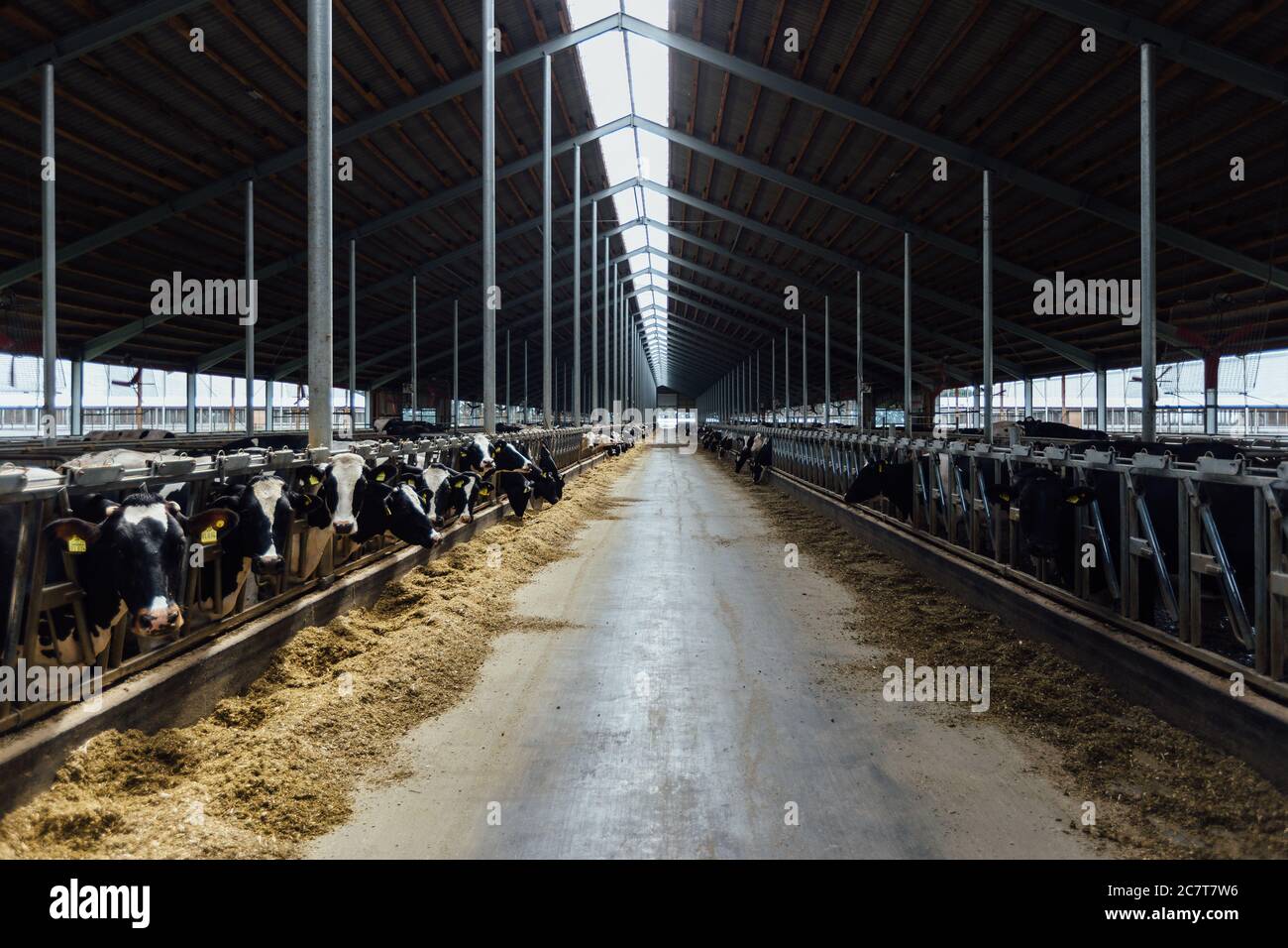 Cow stall hi-res stock photography and images - Alamy