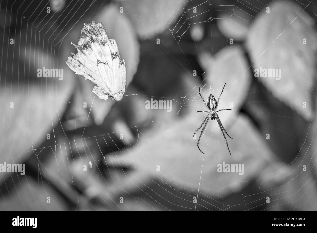 Green spider sitting on a spiders web waiting, Uganda, Africa Stock ...