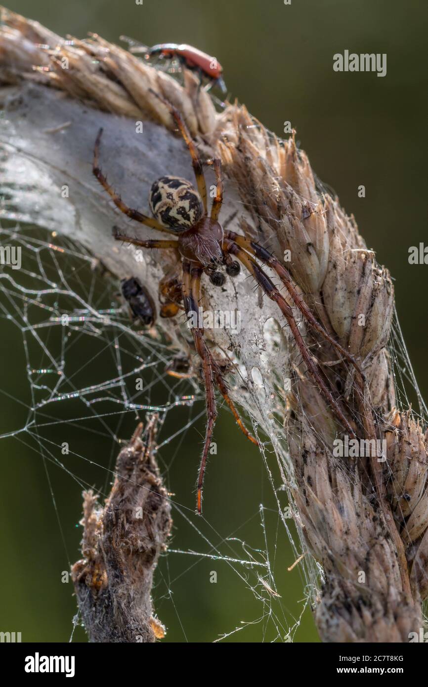 Grass seed spider hi-res stock photography and images - Alamy