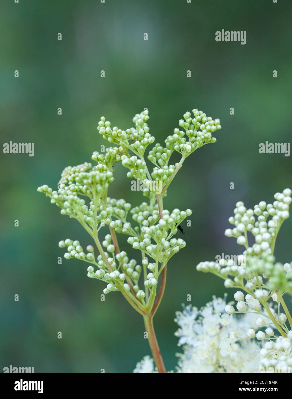 Filipendula ulmaria hi-res stock photography and images - Alamy