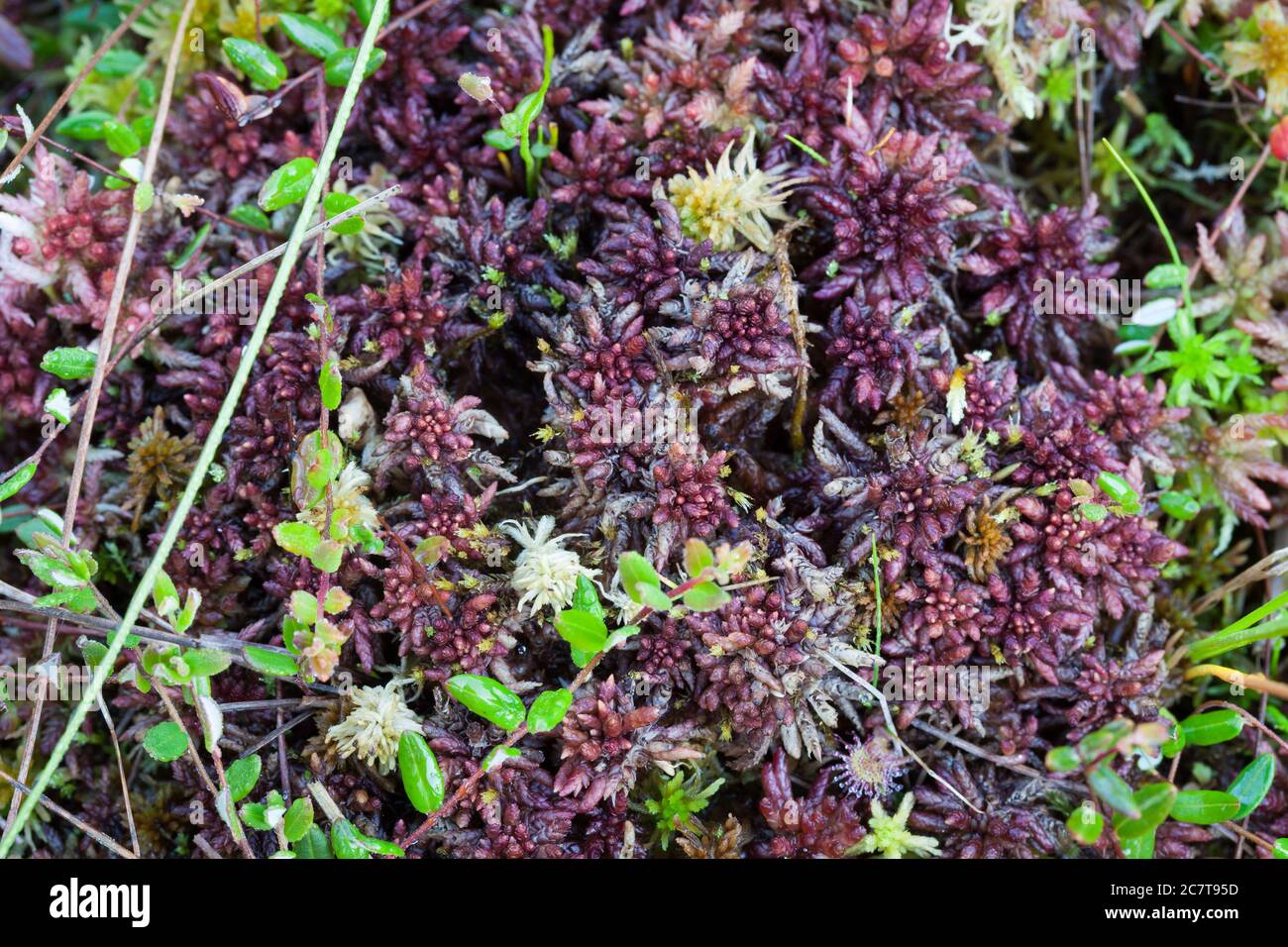 Red peat moss hi-res stock photography and images - Alamy