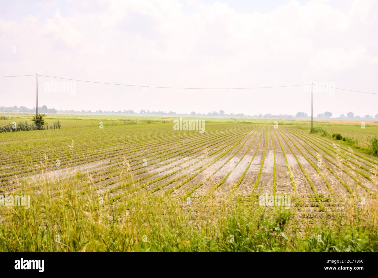 Photo picture Agricultural disaster, field of flooded crops Stock Photo ...