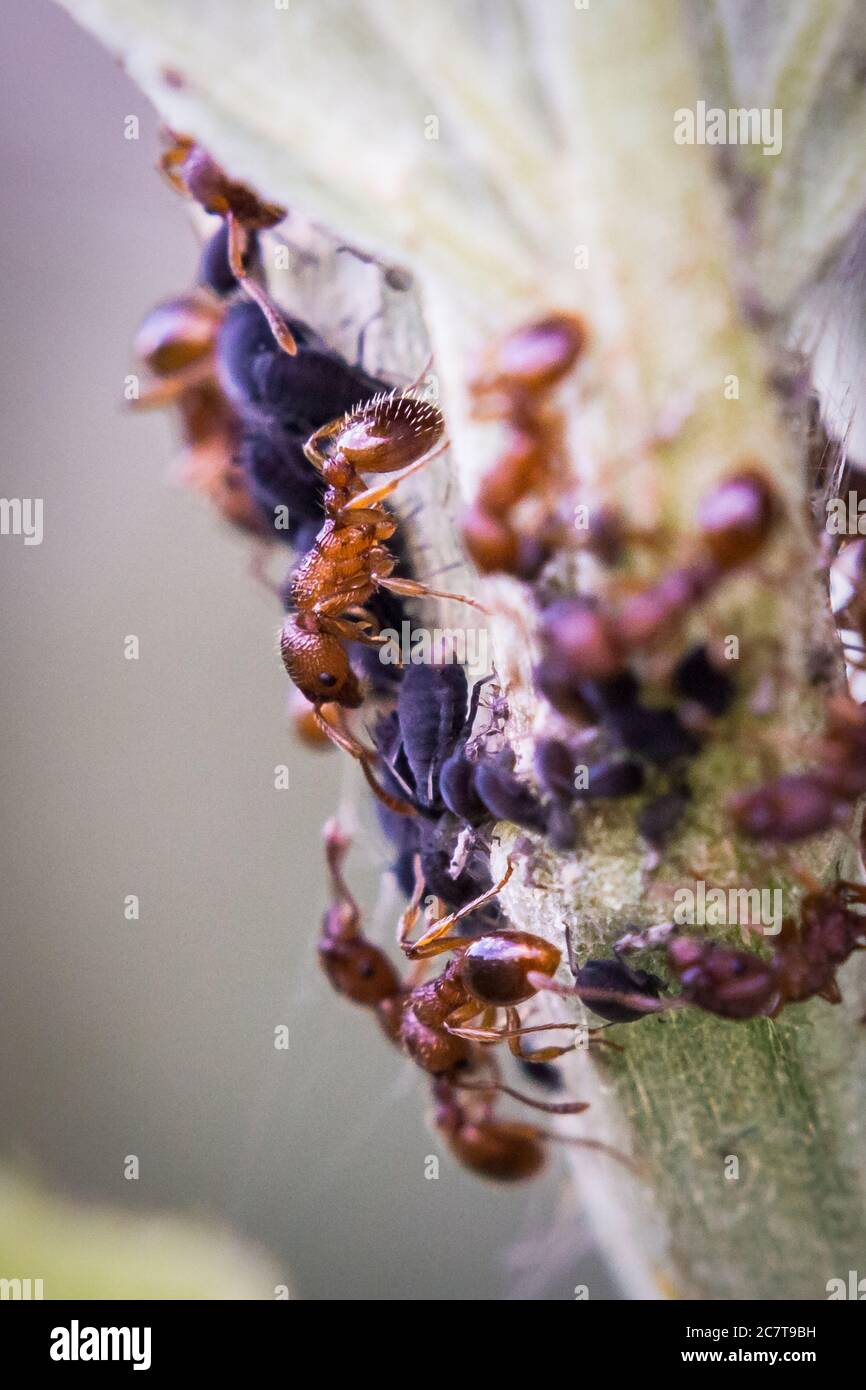 The red ants (Myrmica ruginodis) manage their aphid farm on the stem of ...