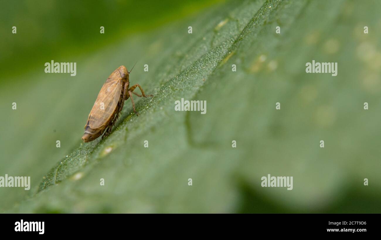 Brown leafhopper hi-res stock photography and images - Alamy