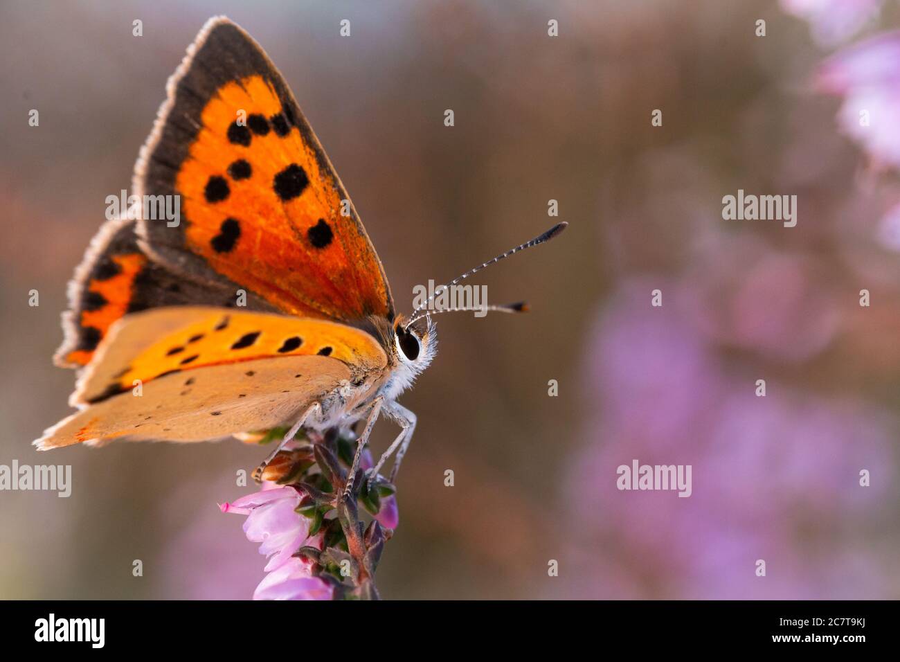American copper butterfly hi-res stock photography and images - Alamy