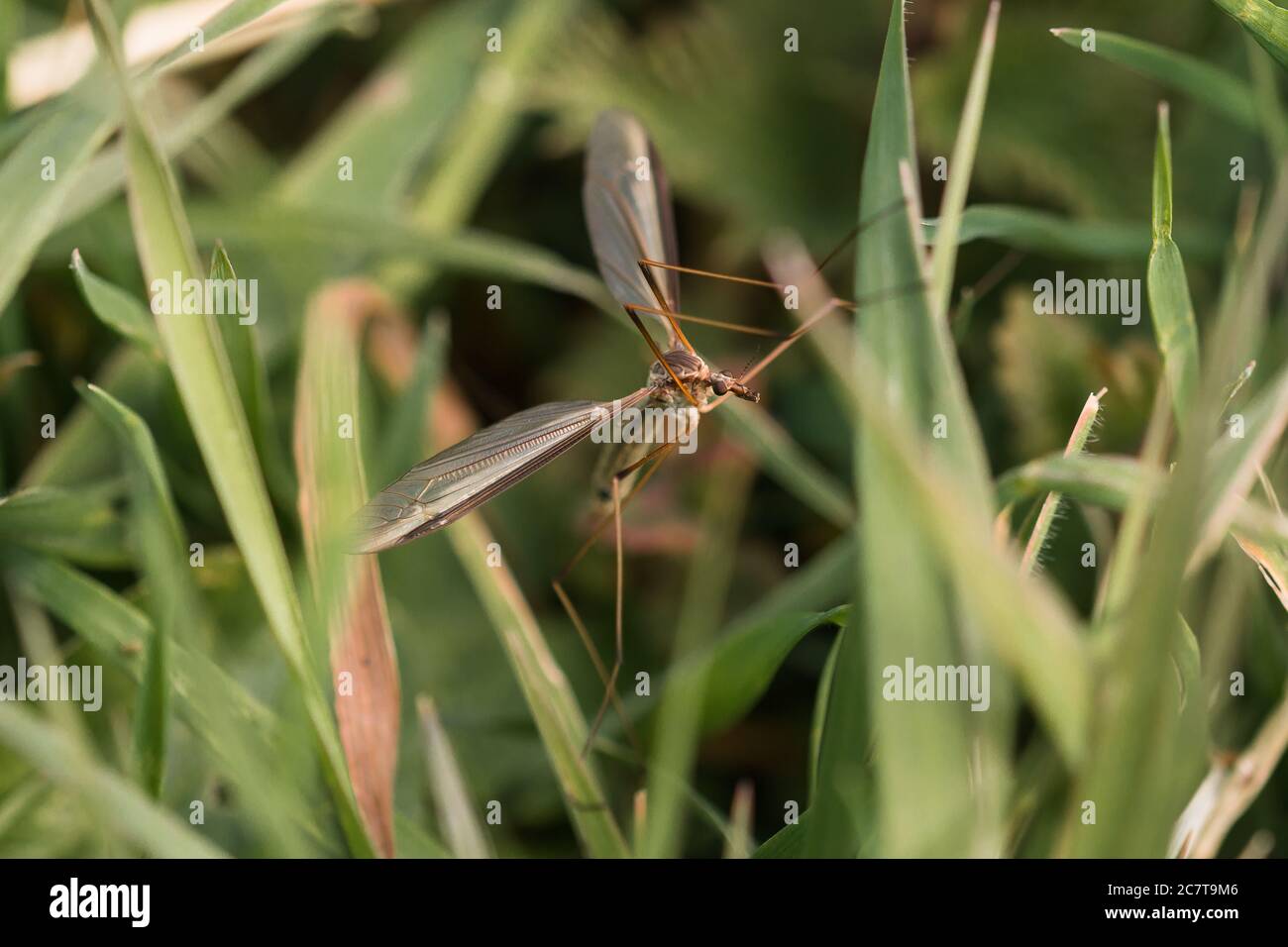 A crane fly or daddy long legs (Tipula paludosa) hiding in the grass in ...