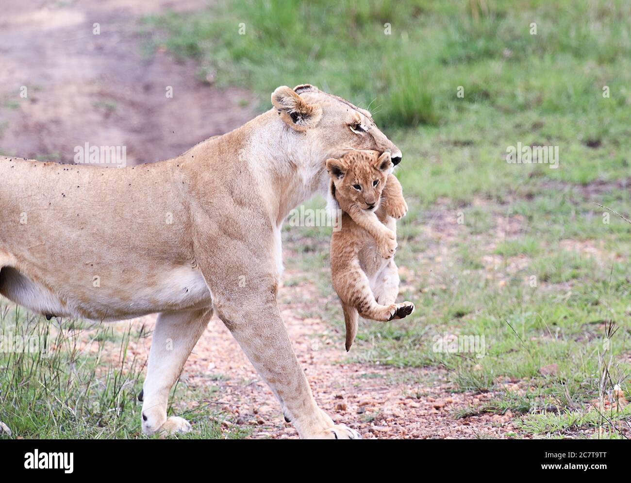 Kenya tribe lion hi-res stock photography and images - Alamy