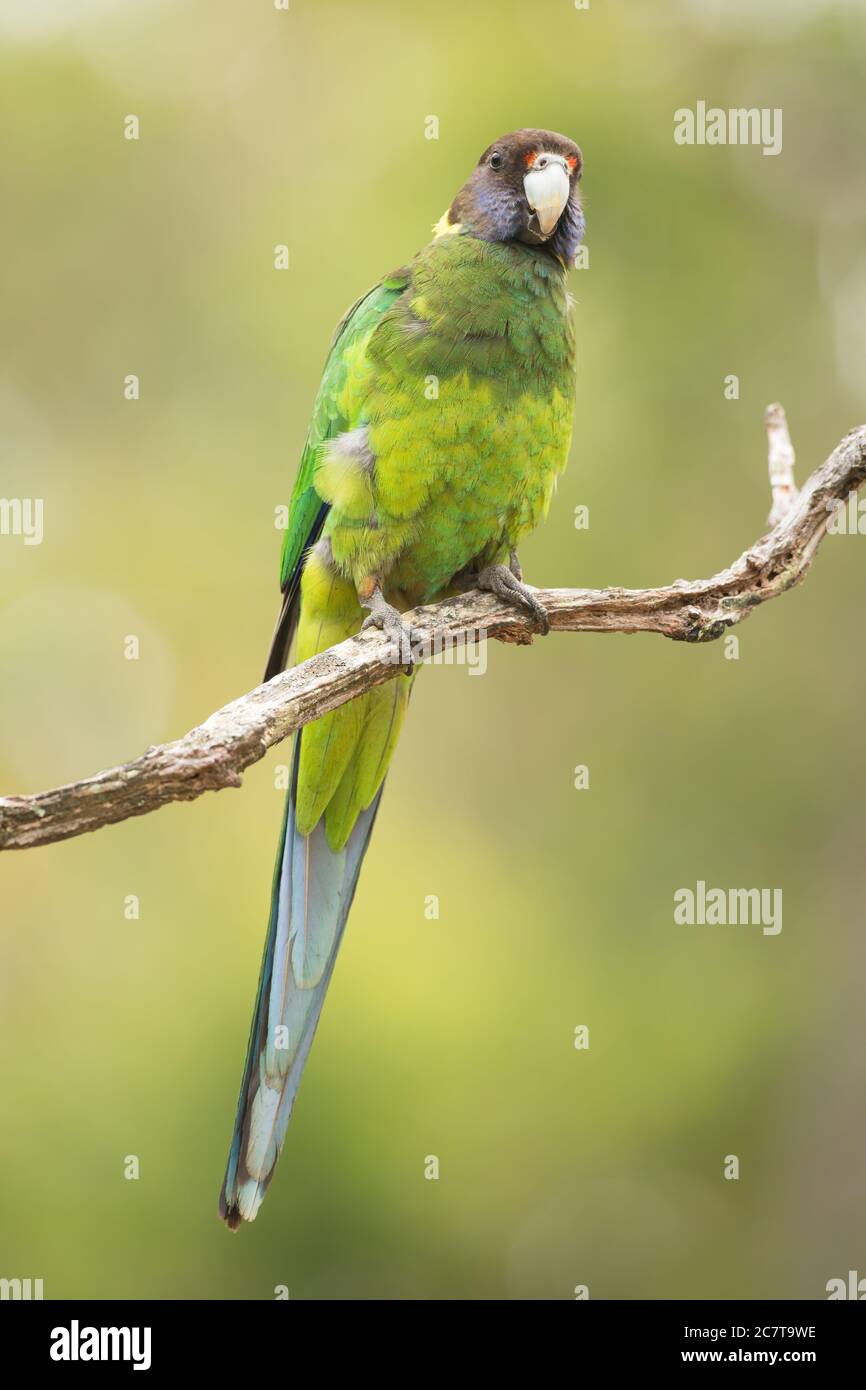 Australian Ringneck, parrot perch and eating Stock Photo - Alamy