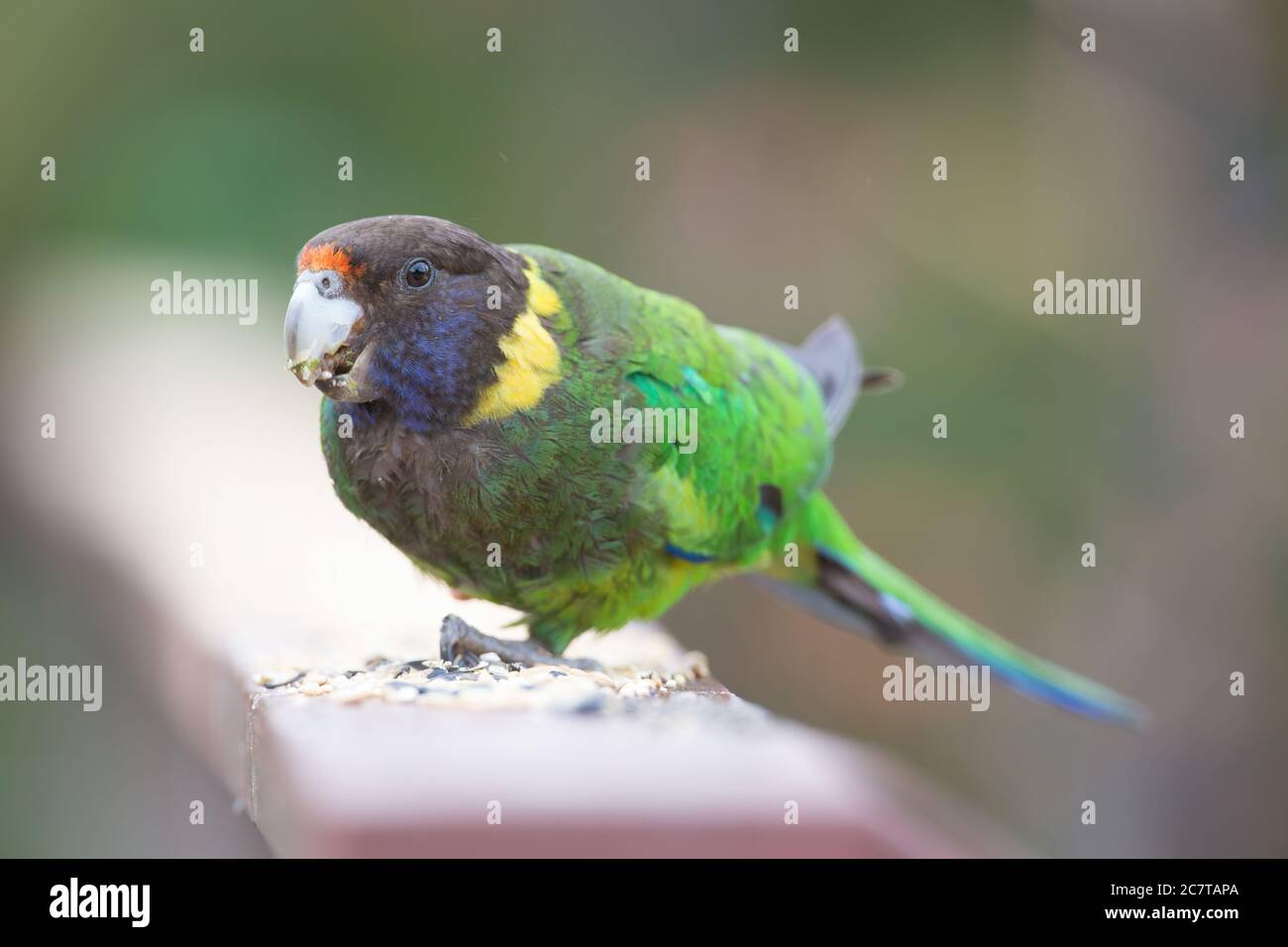 Australian Ringneck, parrot perch and eating Stock Photo - Alamy