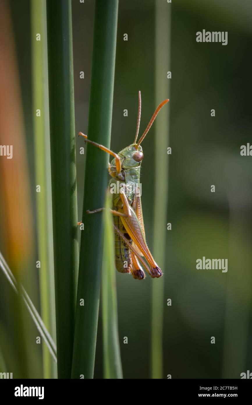 A small grasshopper hidden in the reed stems at a nature reserve in ...