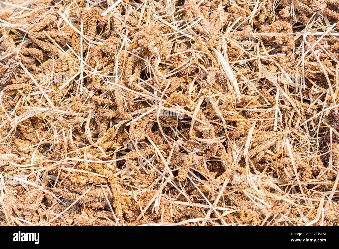 Finger millet (Eleusine coracana) plant harvested and being dried ...