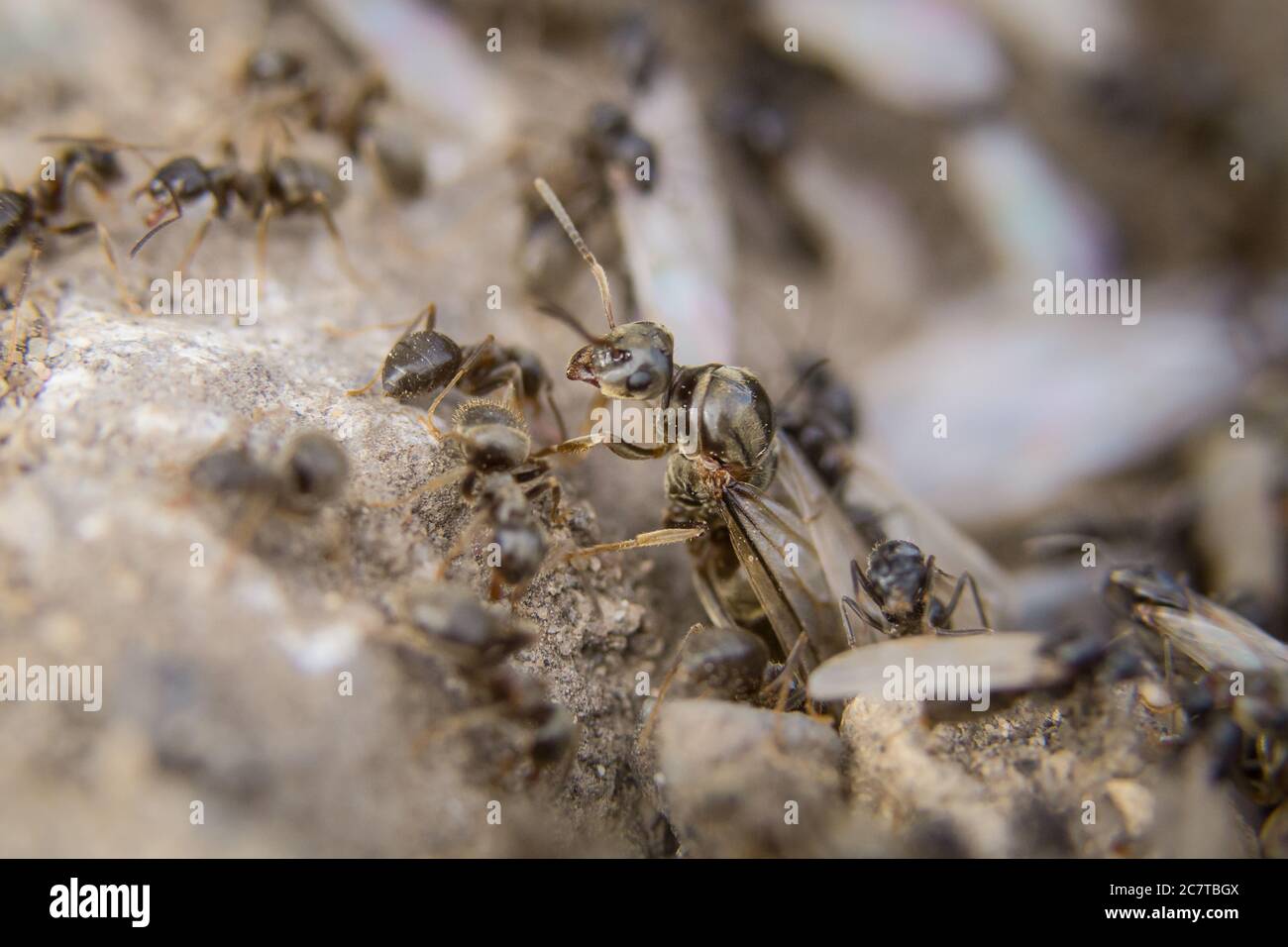On flying ant day the new queens (Lasius niger) leave the nest to mate ...