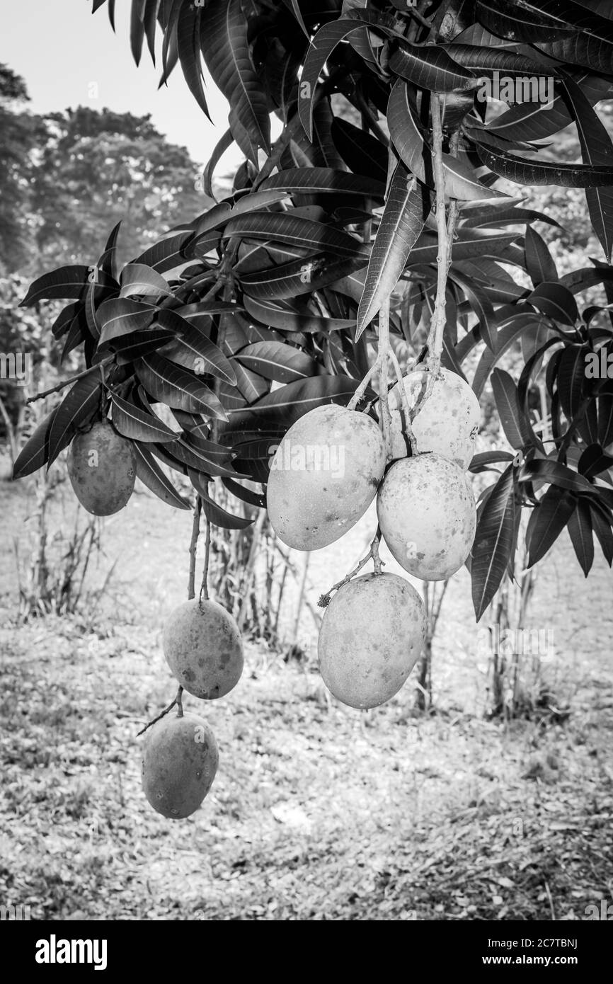 Mango (Mangifera) fruit growing and yellow flower growing, Uganda ...