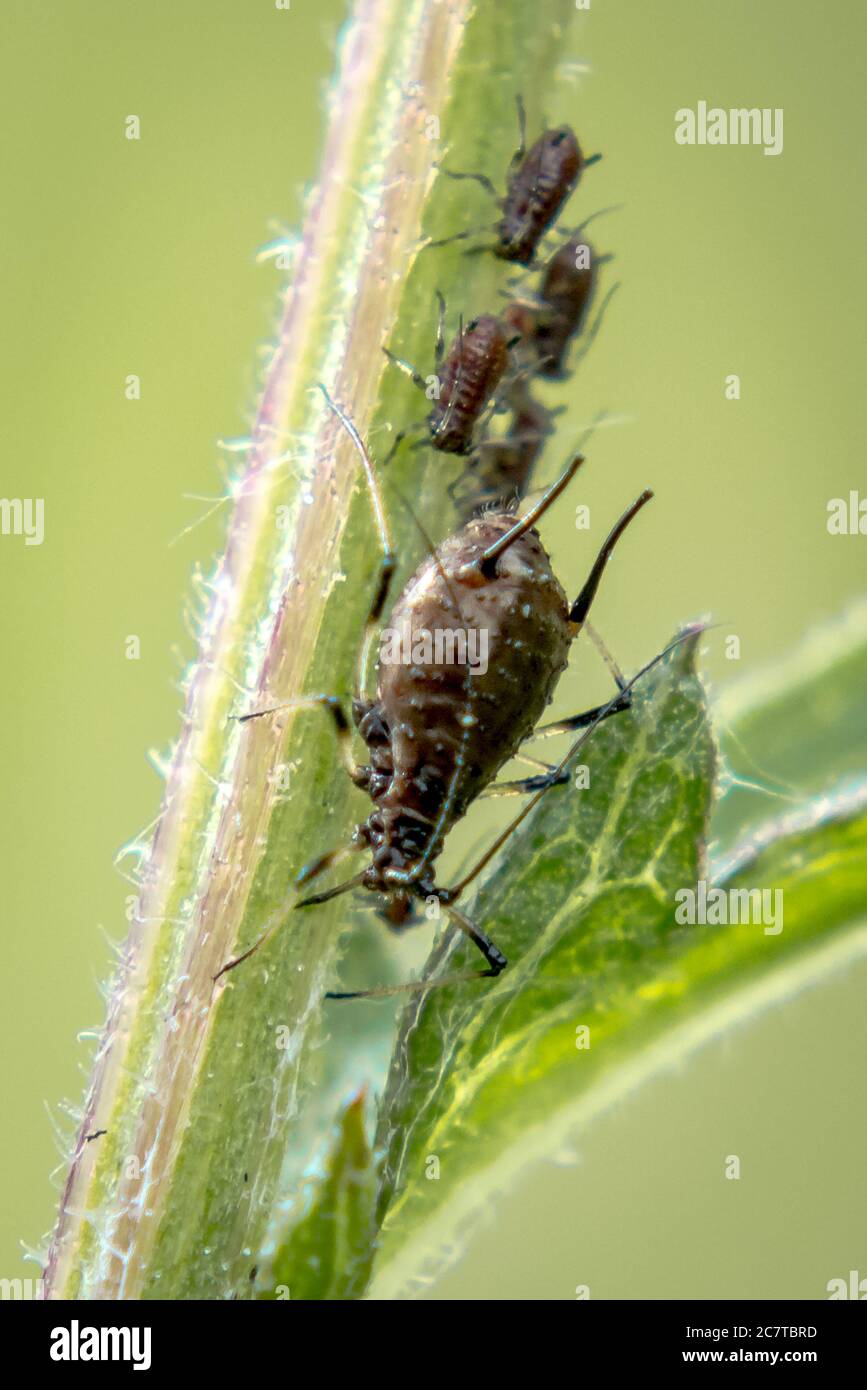 Close up of aphids sitting feeding and breeding on a plant in a ...