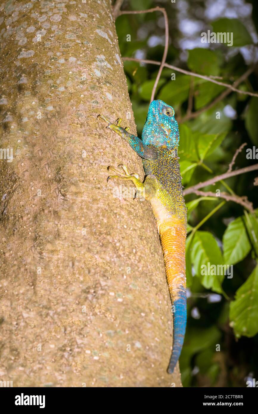 Southern rock agama (Agama atra) lizard lying in the sun on a tree ...