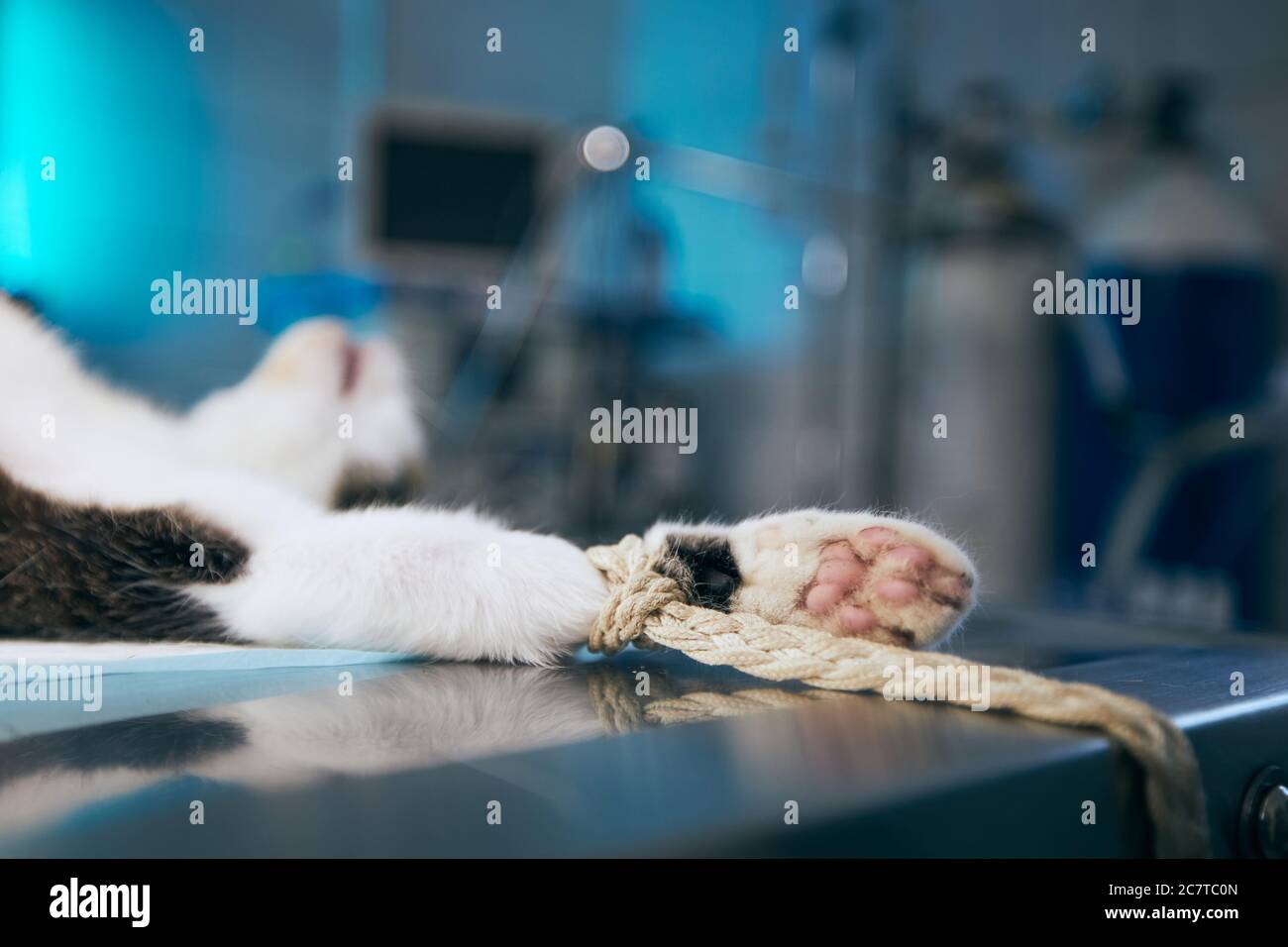 Animal hospital cat at vet operation hi-res stock photography and ...