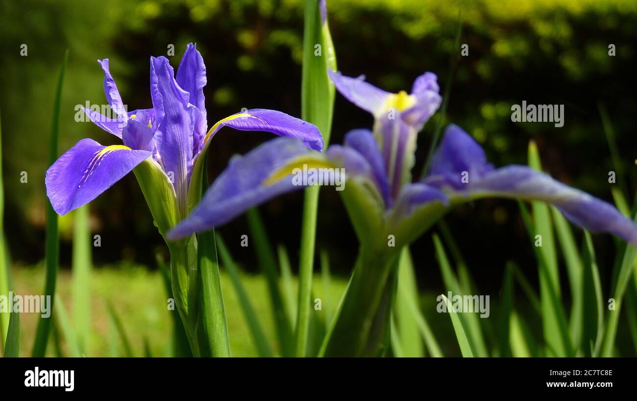 Closeup shot of blooming Iris flowers in the greenery at daytime Stock ...