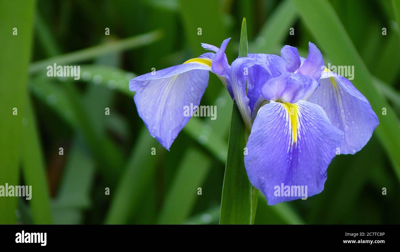 Closeup shot of blooming Iris flowers in the greenery at daytime Stock ...