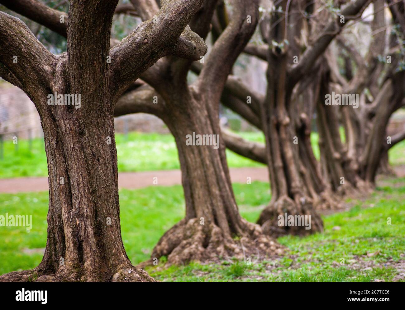 Trunks trees hi-res stock photography and images - Alamy