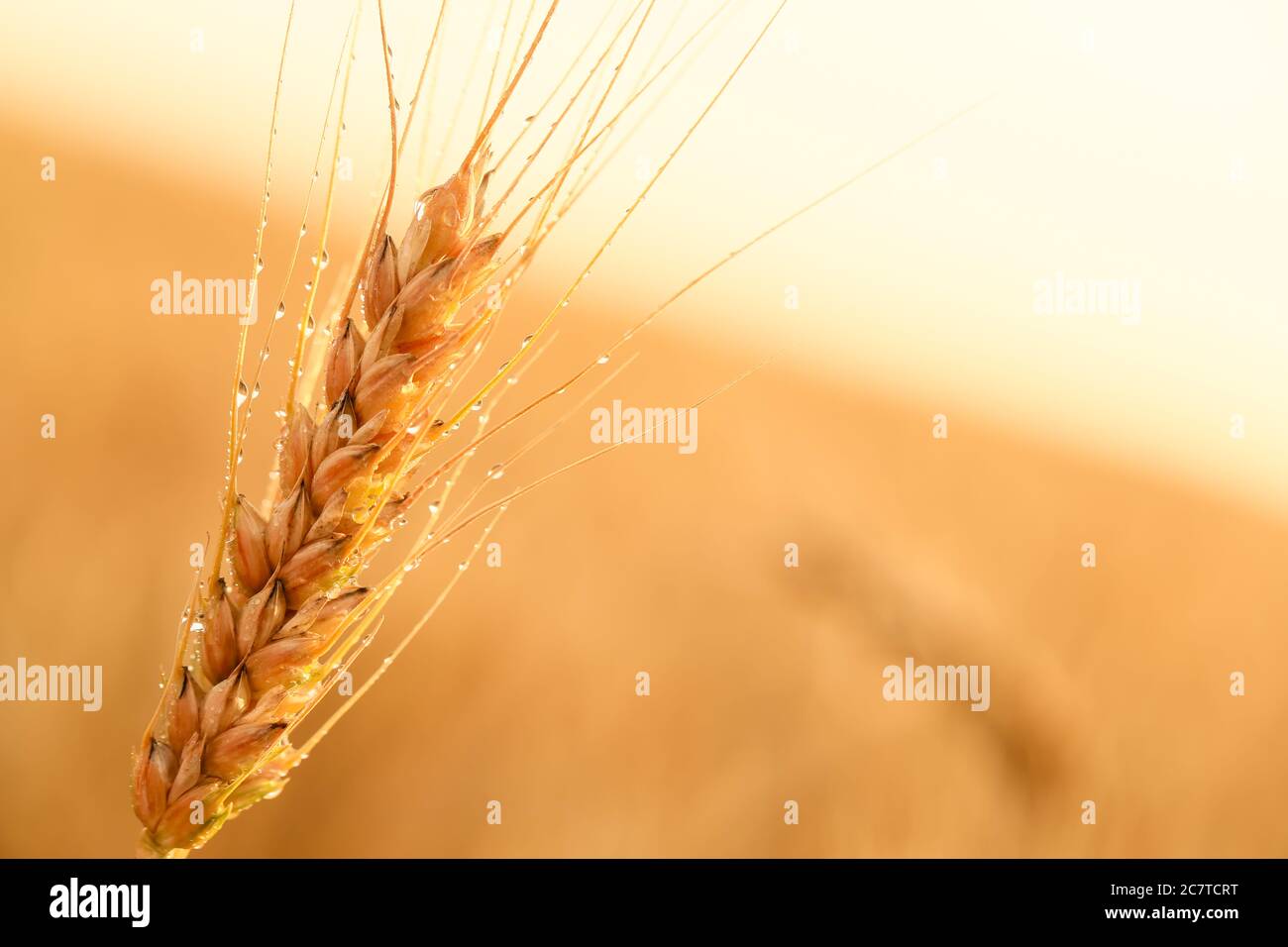 Golden wheat spikelet in field Stock Photo - Alamy