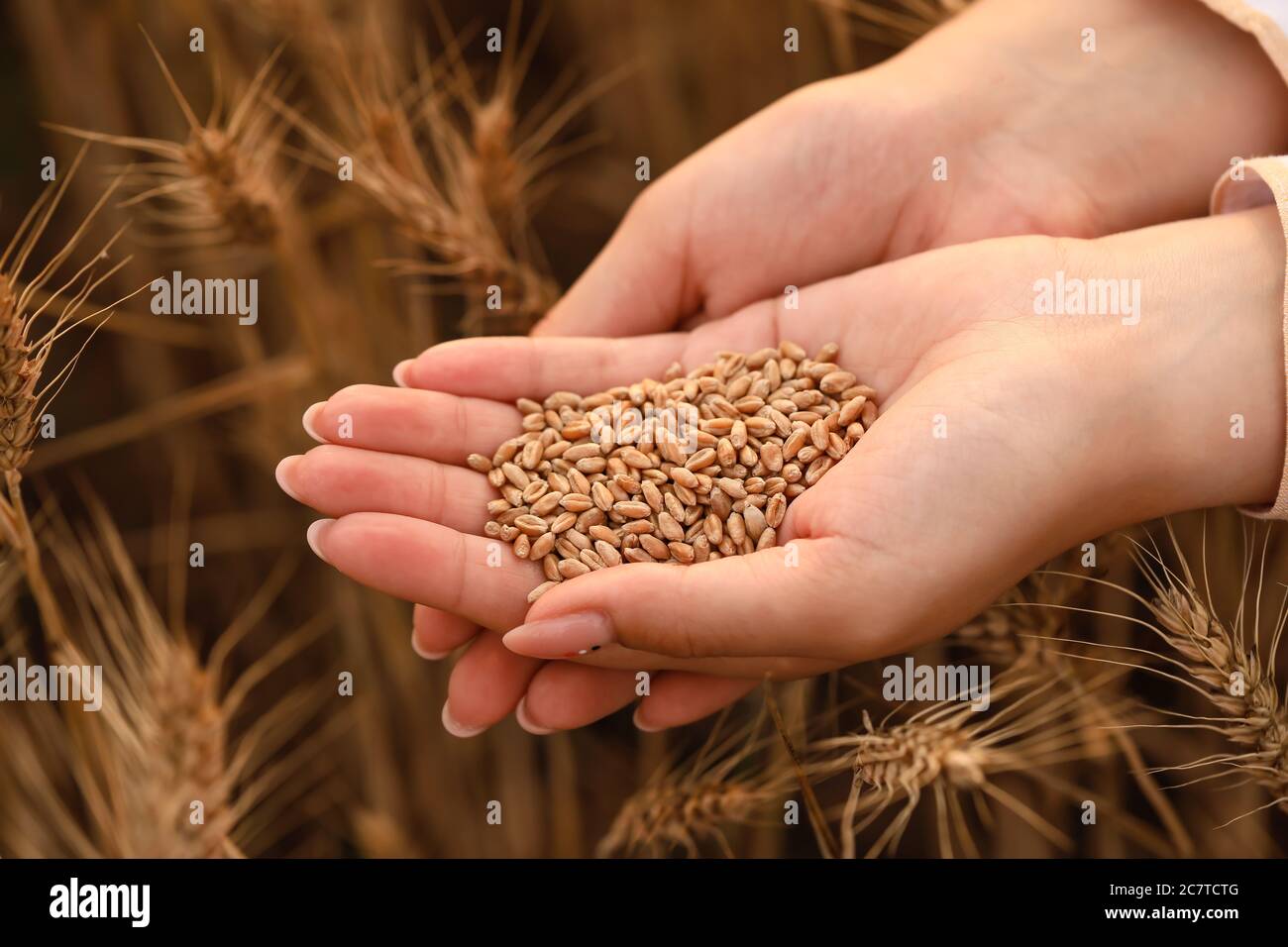 Female farmer with heap of grains in wheat field Stock Photo - Alamy