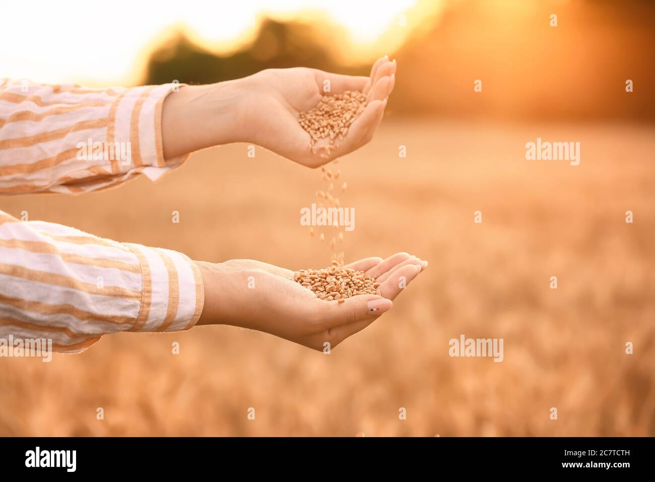 Female farmer with heap of grains in wheat field Stock Photo - Alamy