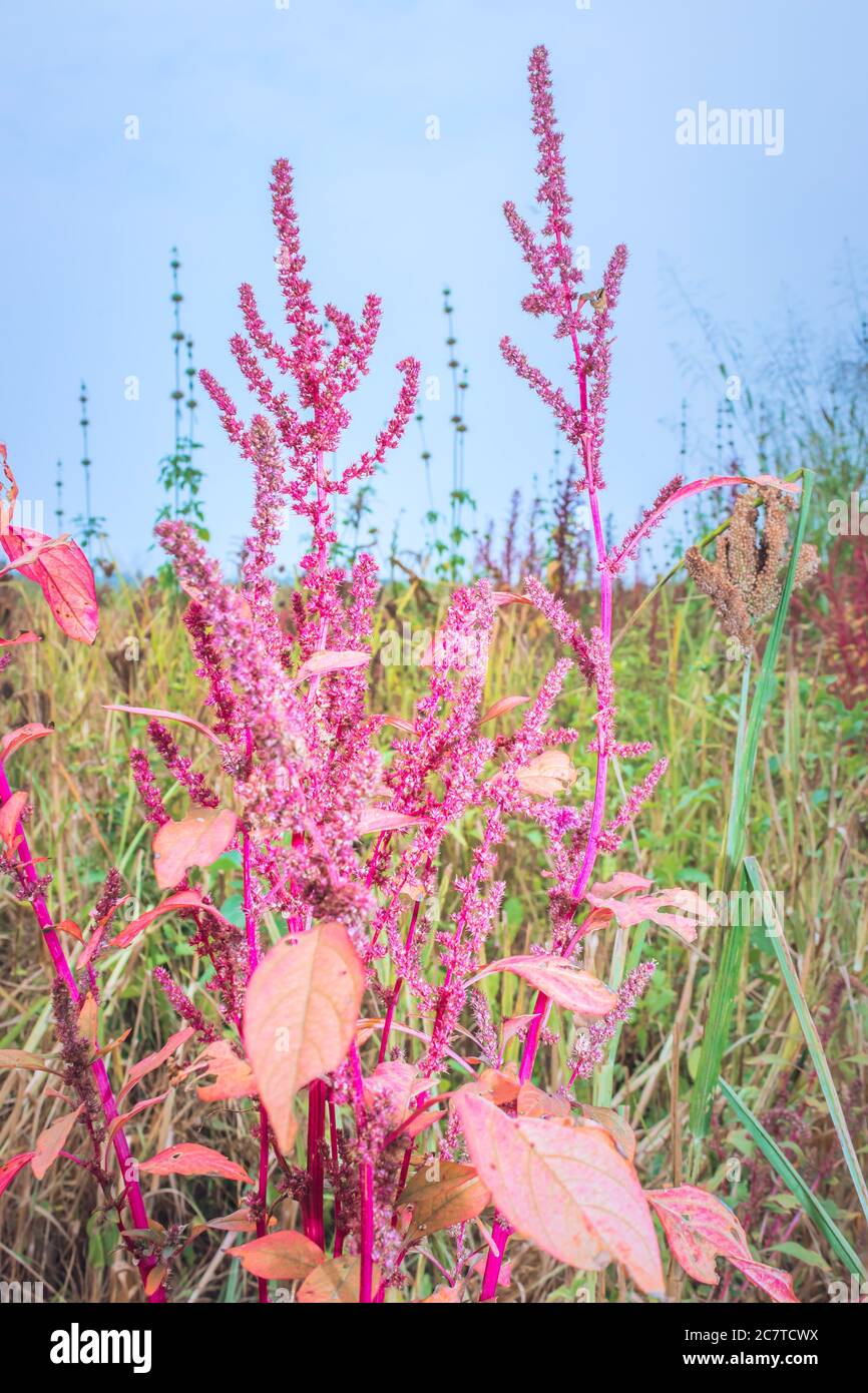 Amaranth seed drying hi-res stock photography and images - Alamy