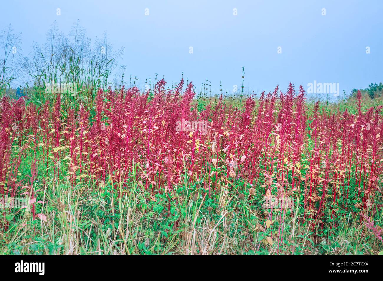 Amaranth seed drying hi-res stock photography and images - Alamy