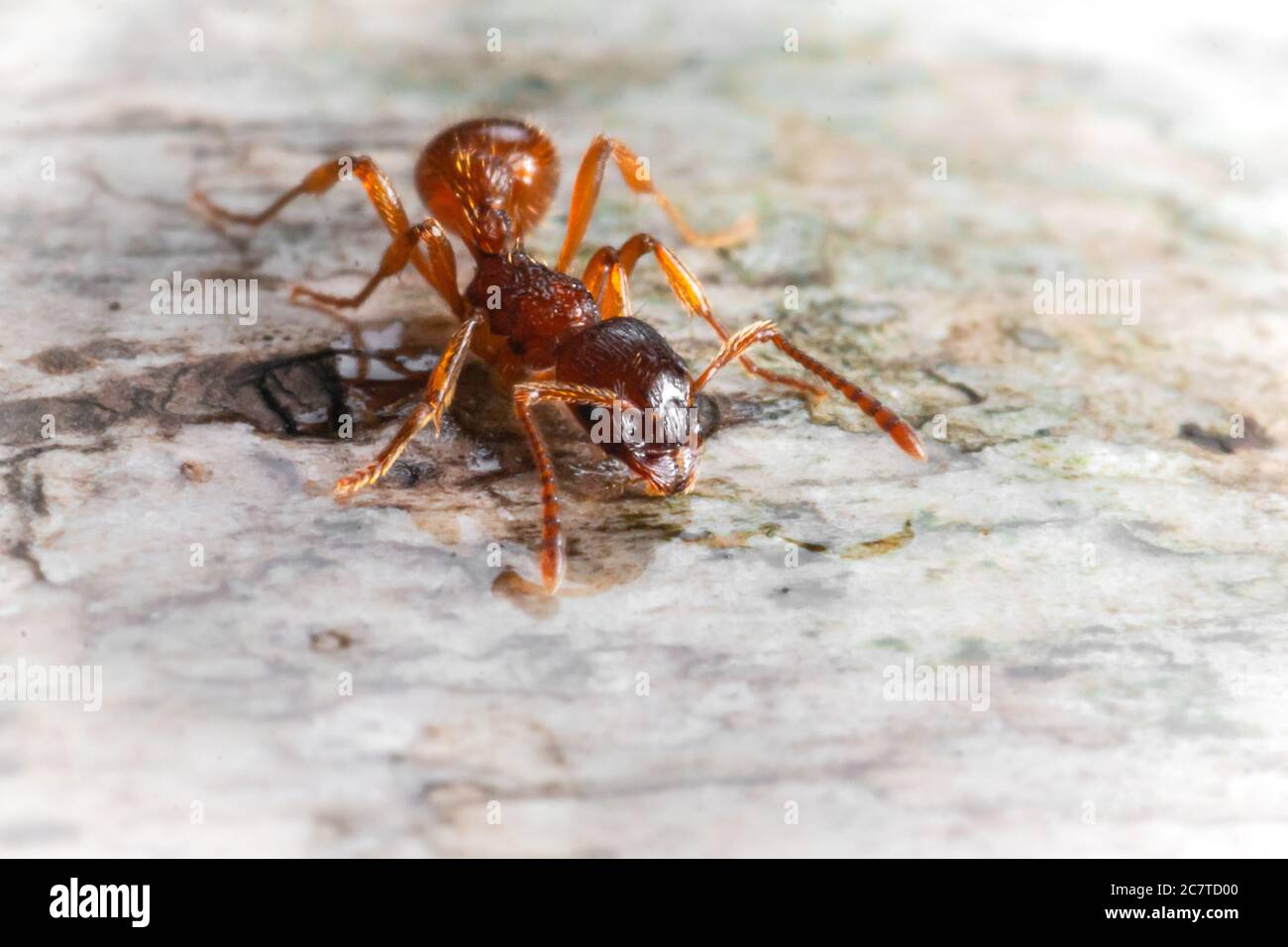 Red ant (Formica sp) collecting water on a fallen tree in a Suffolk ...
