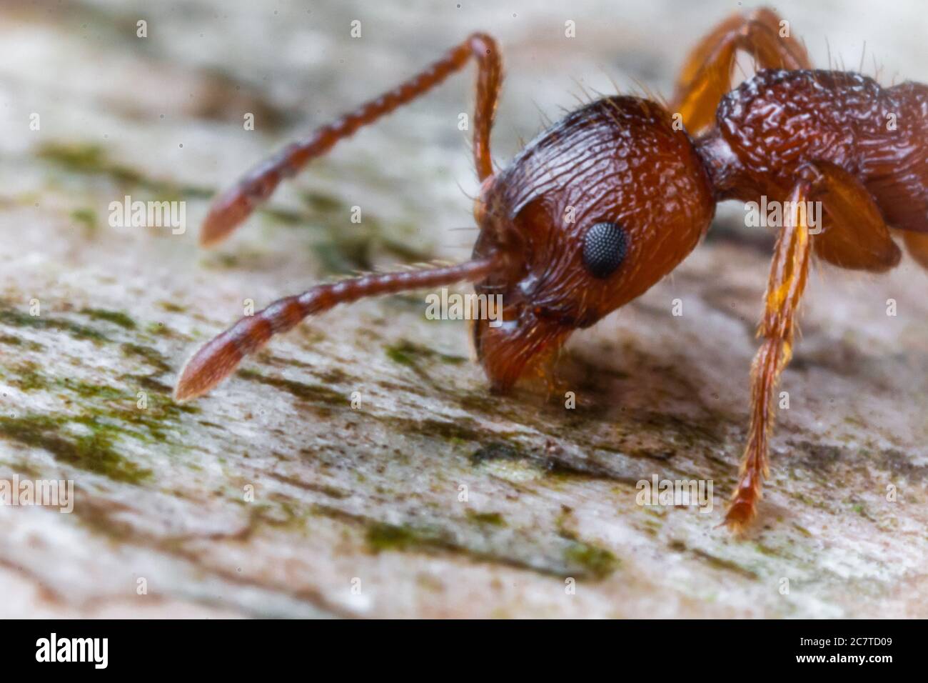 Macro headshot of a red ant (Myrmica sp) having a drink of water on a ...