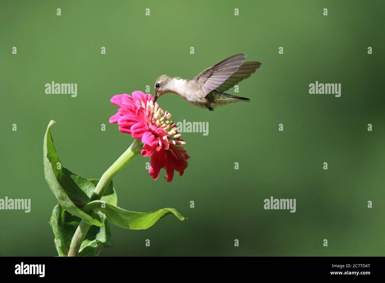 Ruby throated hummingbird pollination flower hi-res stock photography ...