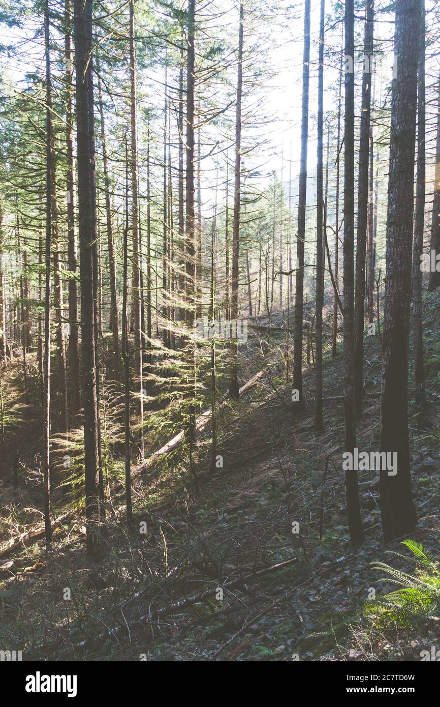 Vertical shot of a forest with tall trees Stock Photo - Alamy