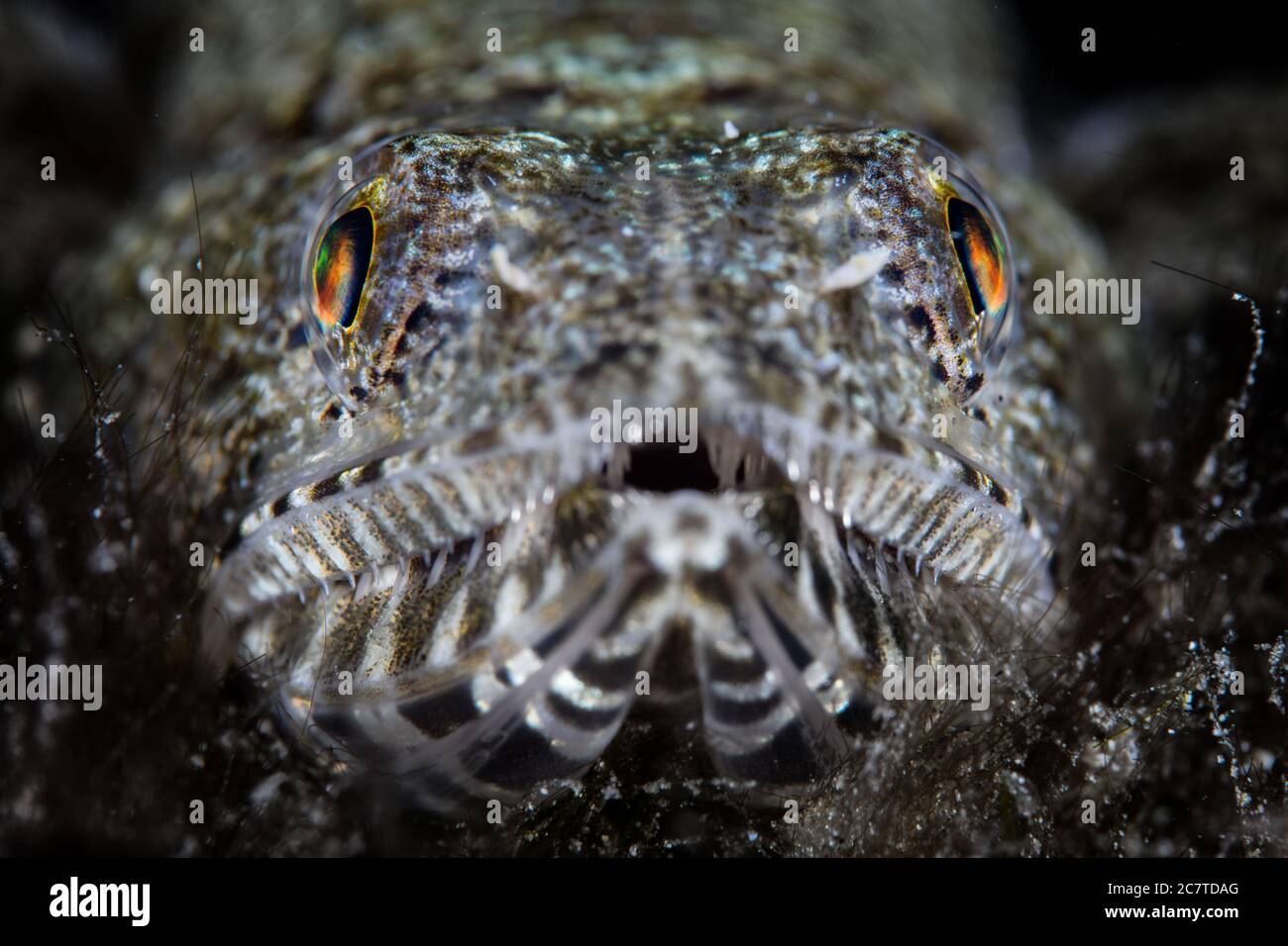 Coral reef predator hi-res stock photography and images - Alamy