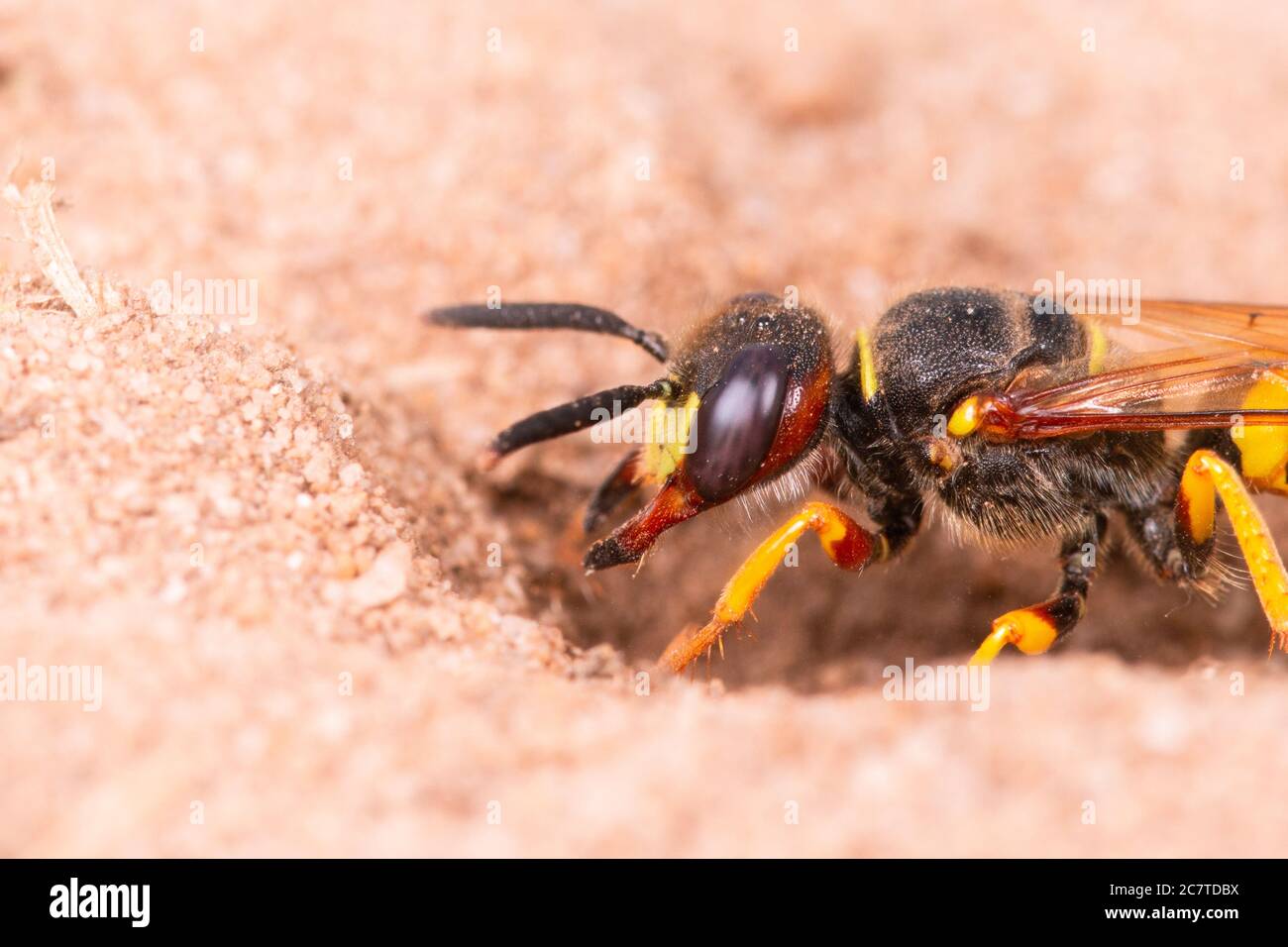 Bee wolf (Philanthus triangulum) using both legs and jaws to dig a ...