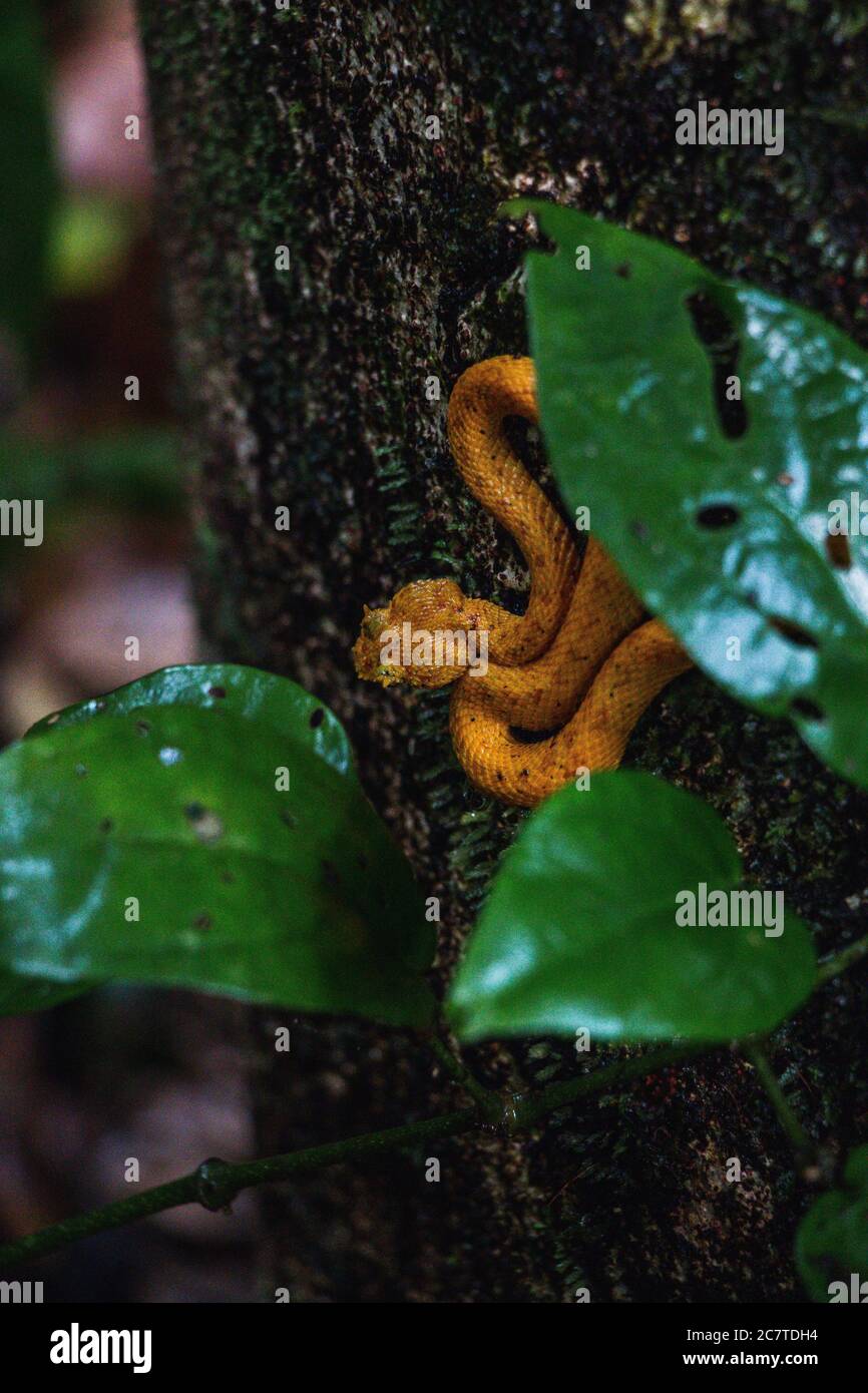 An orange snake on a tree branch surrounded by leaves in Tortuguero ...
