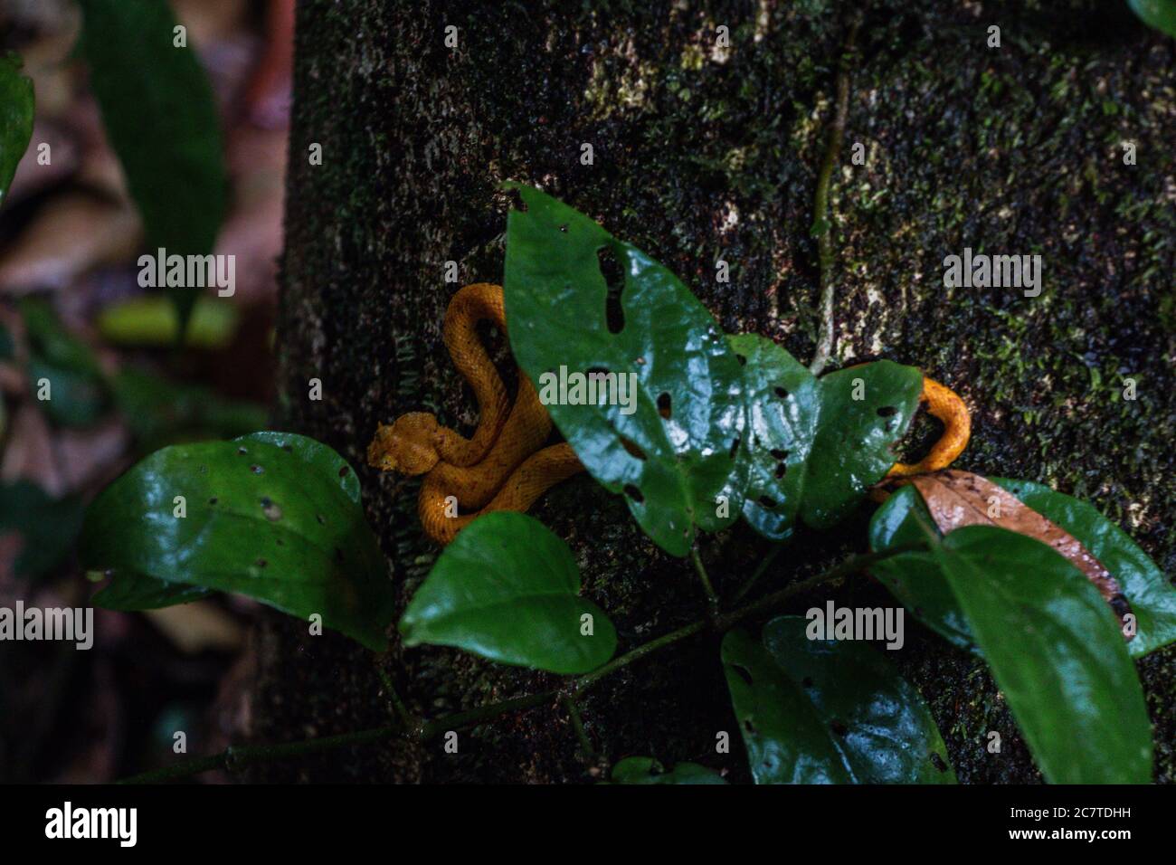 An orange snake on a tree branch surrounded by leaves in Tortuguero ...