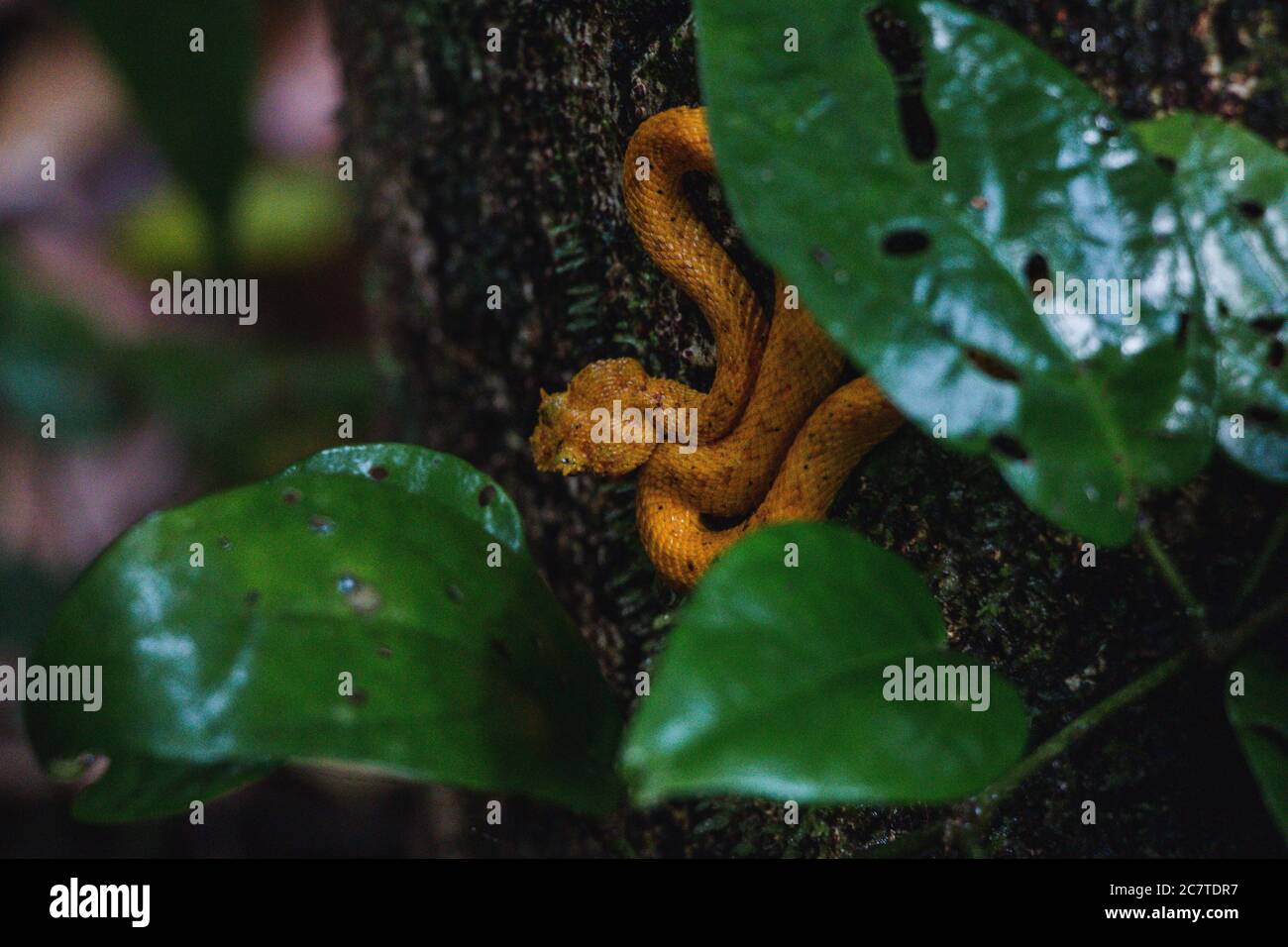 An orange snake on a tree branch surrounded by leaves in Tortuguero ...
